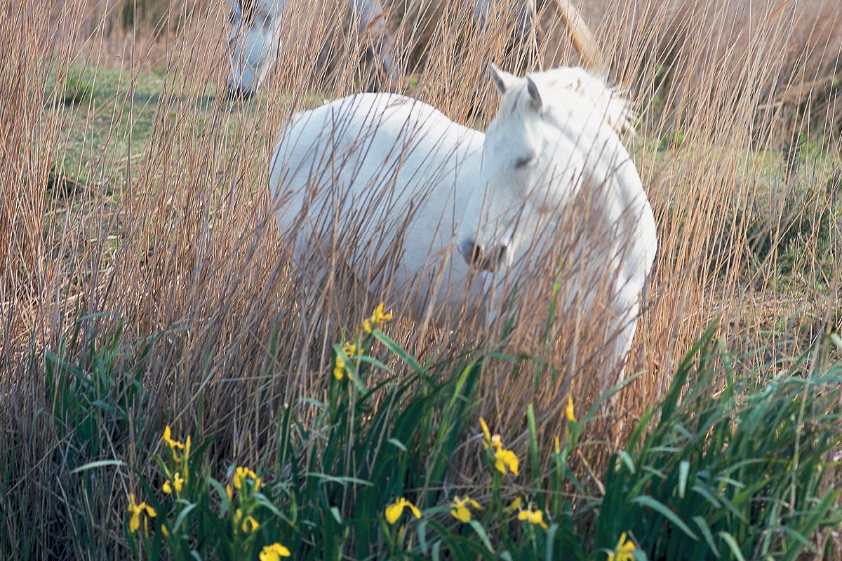 The 11 Best Things to Do on a Rhône River Cruise