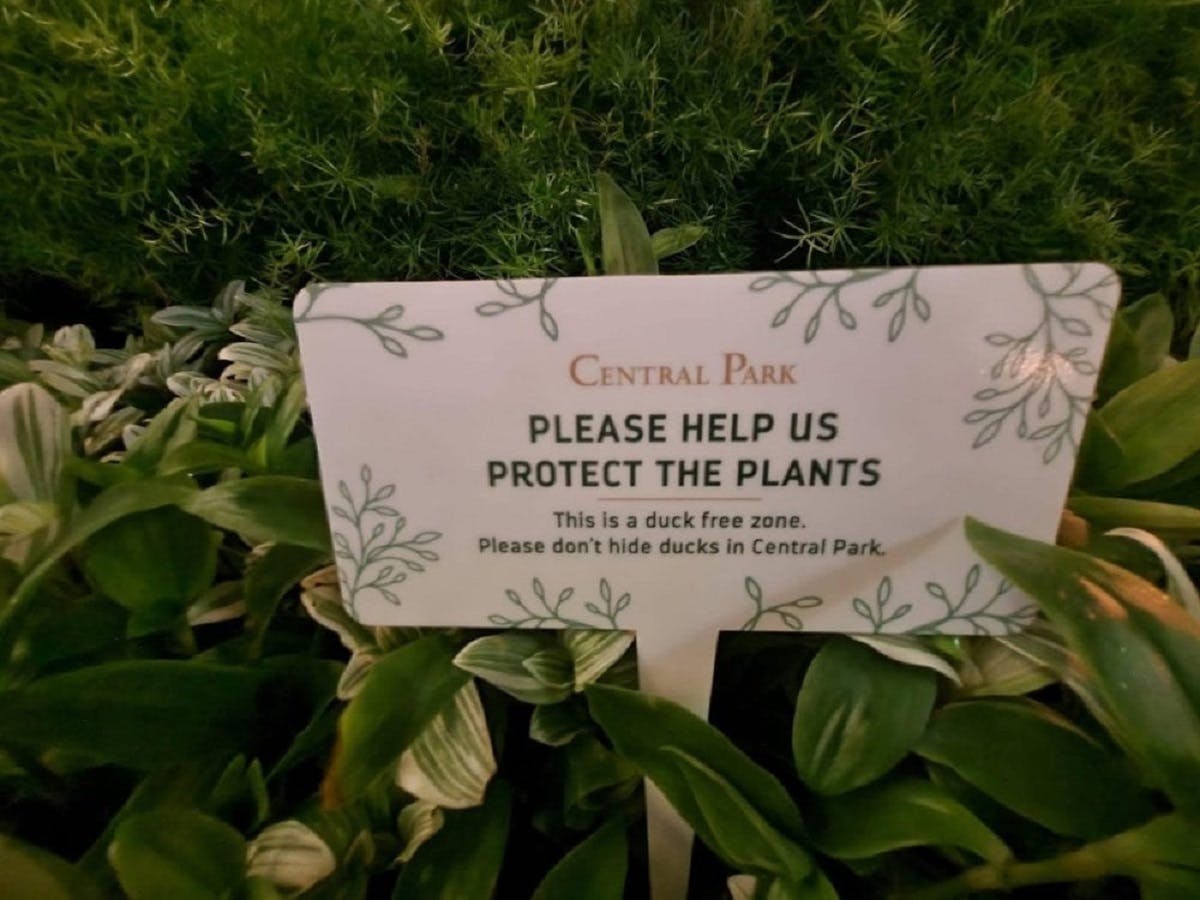 Royal Caribbean Bans Cruise Ducks in This Place - Cruise Critic