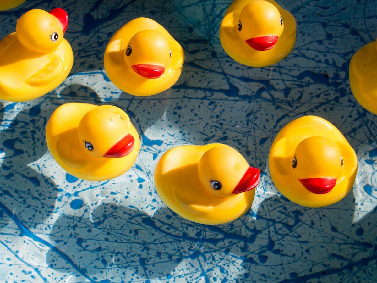 Royal Caribbean Bans Cruise Ducks in This Place - Cruise Critic