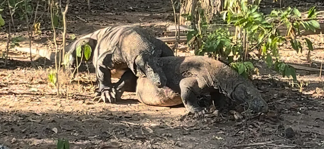 Seeing Komodo Dragons on a Cruise