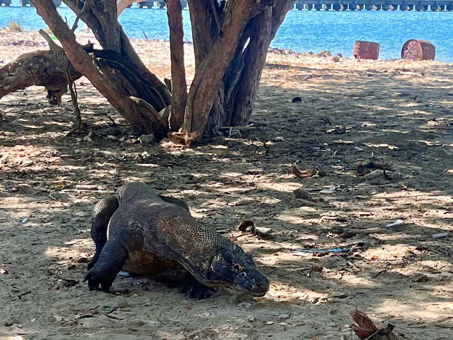 Seeing Komodo Dragons on a Cruise