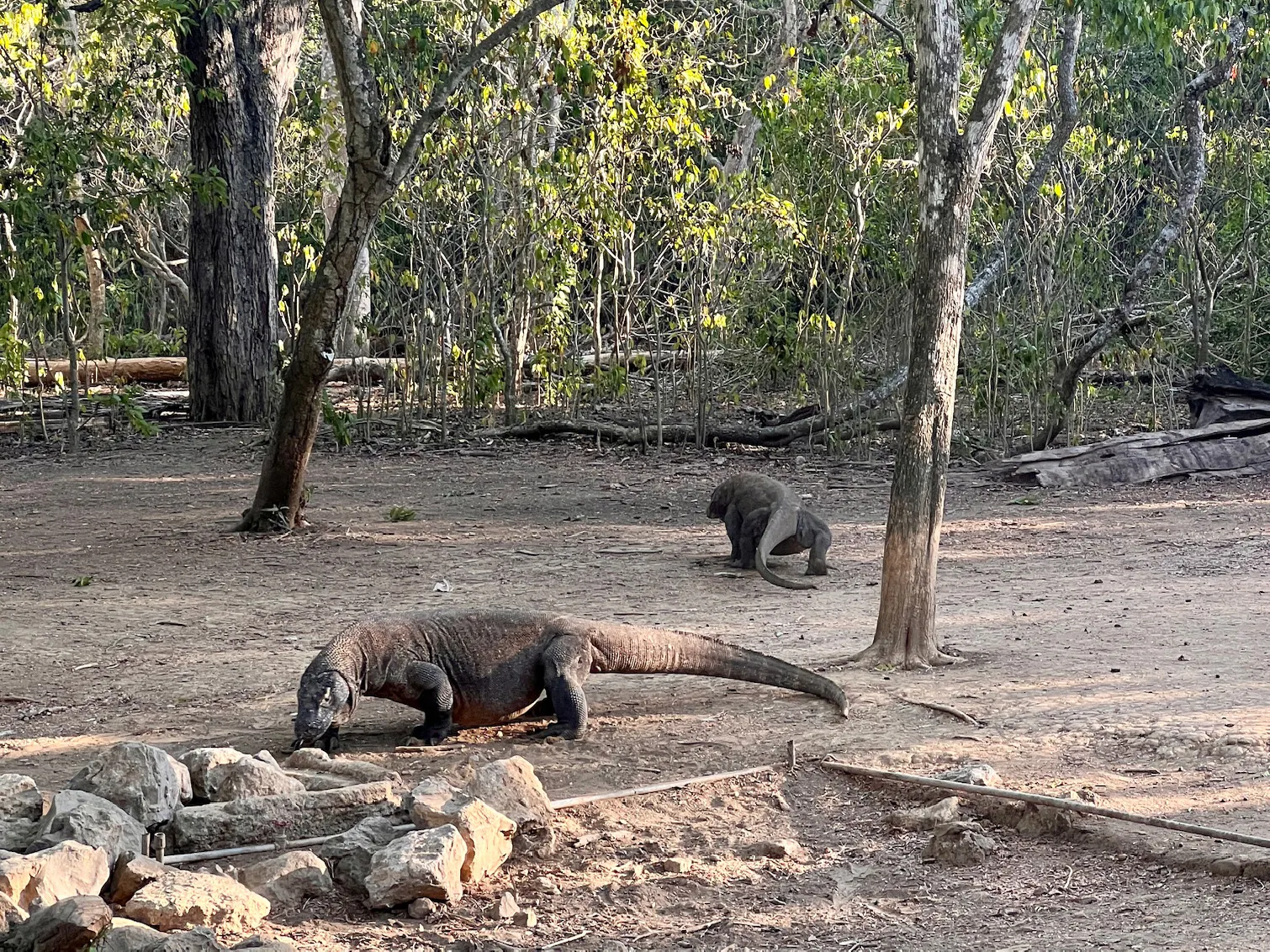Seeing Komodo Dragons on a Cruise