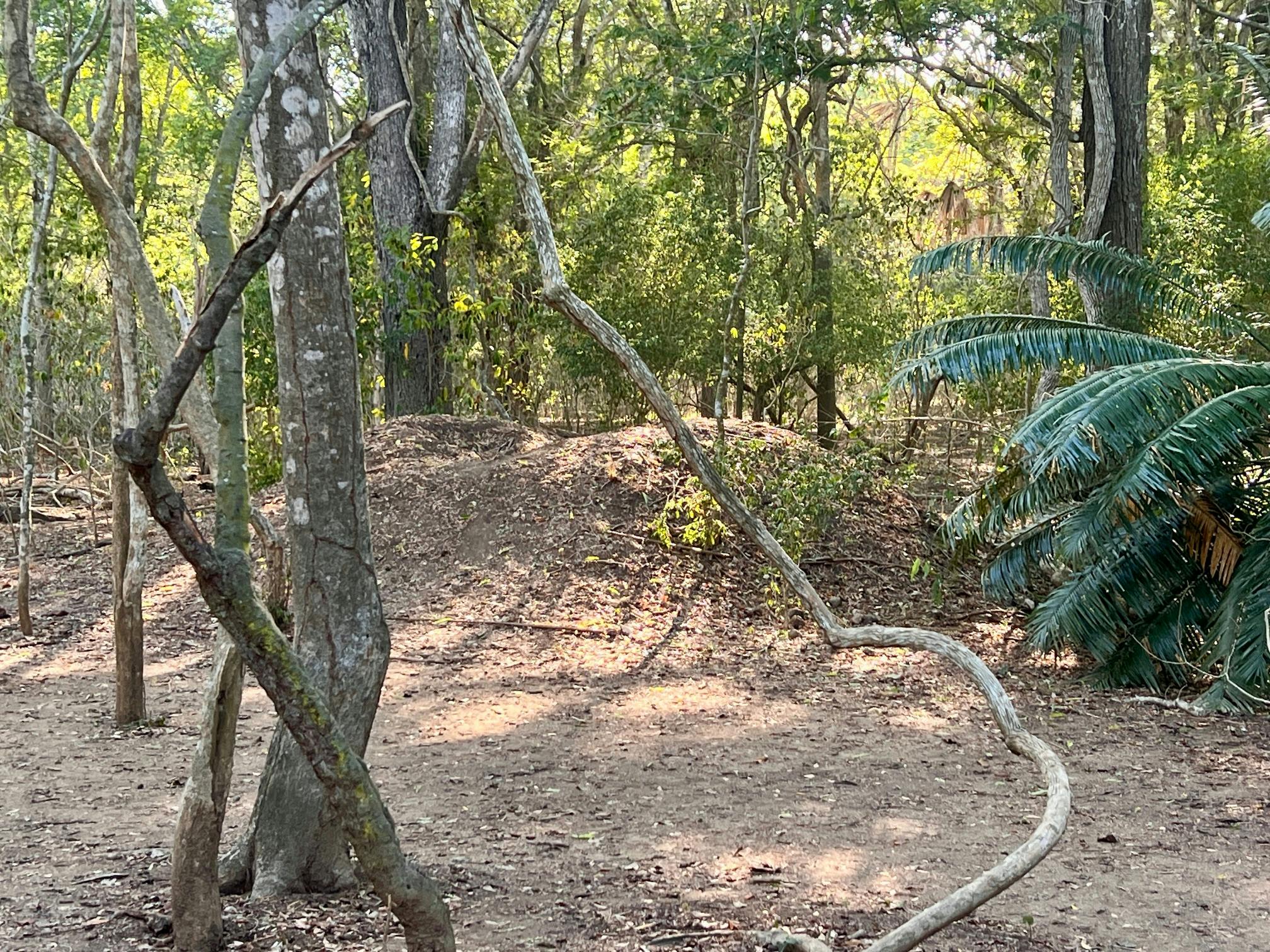 Seeing Komodo Dragons on a Cruise