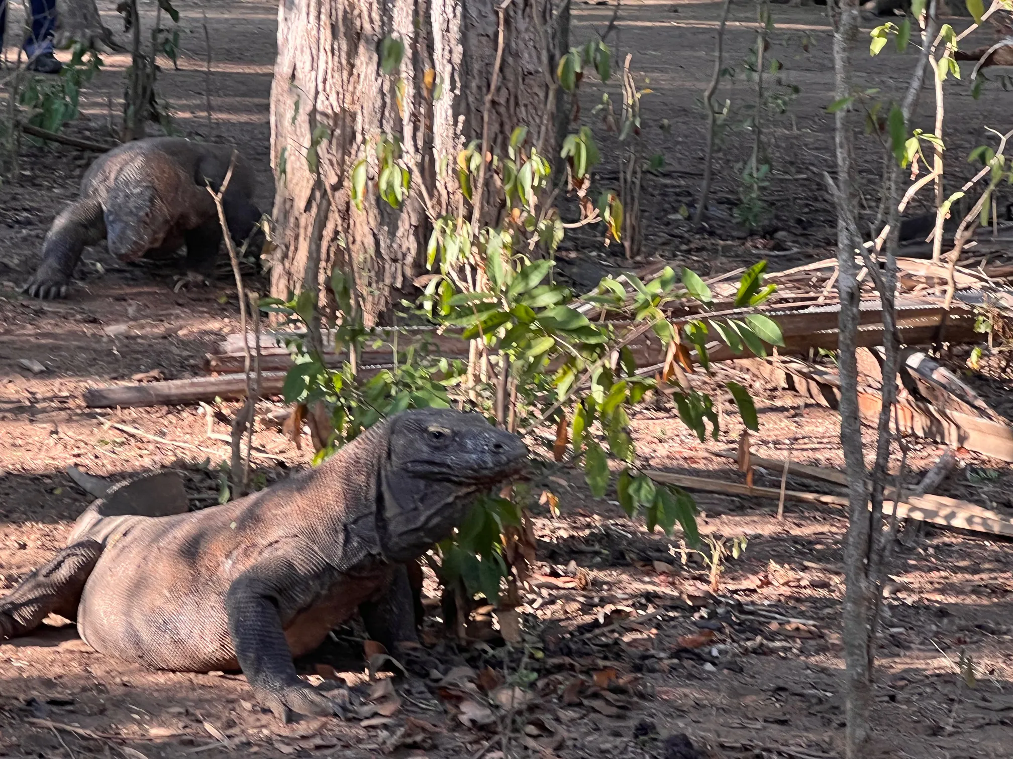 Seeing Komodo Dragons on a Cruise