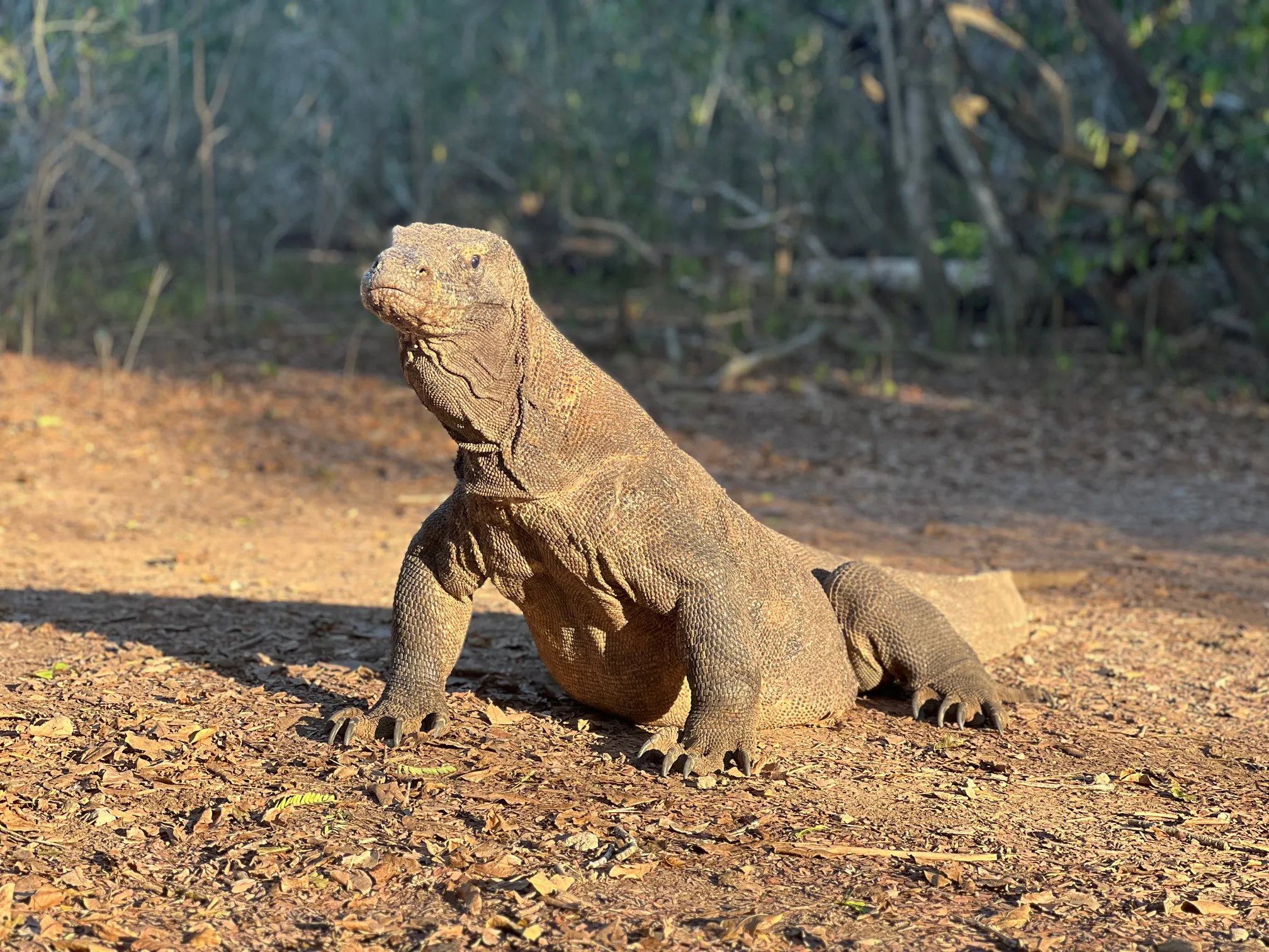 Seeing Komodo Dragons on a Cruise
