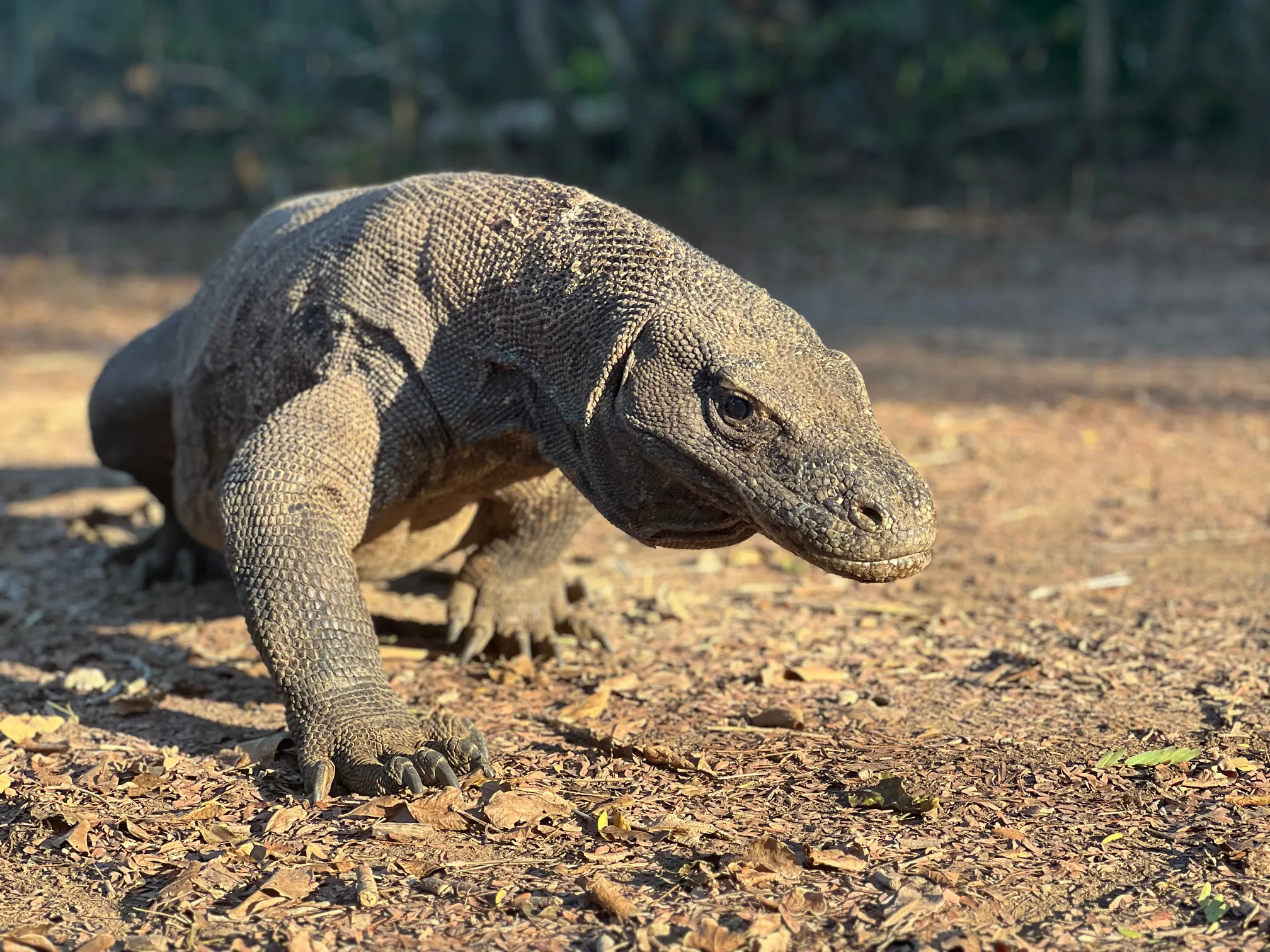 Seeing Komodo Dragons on a Cruise