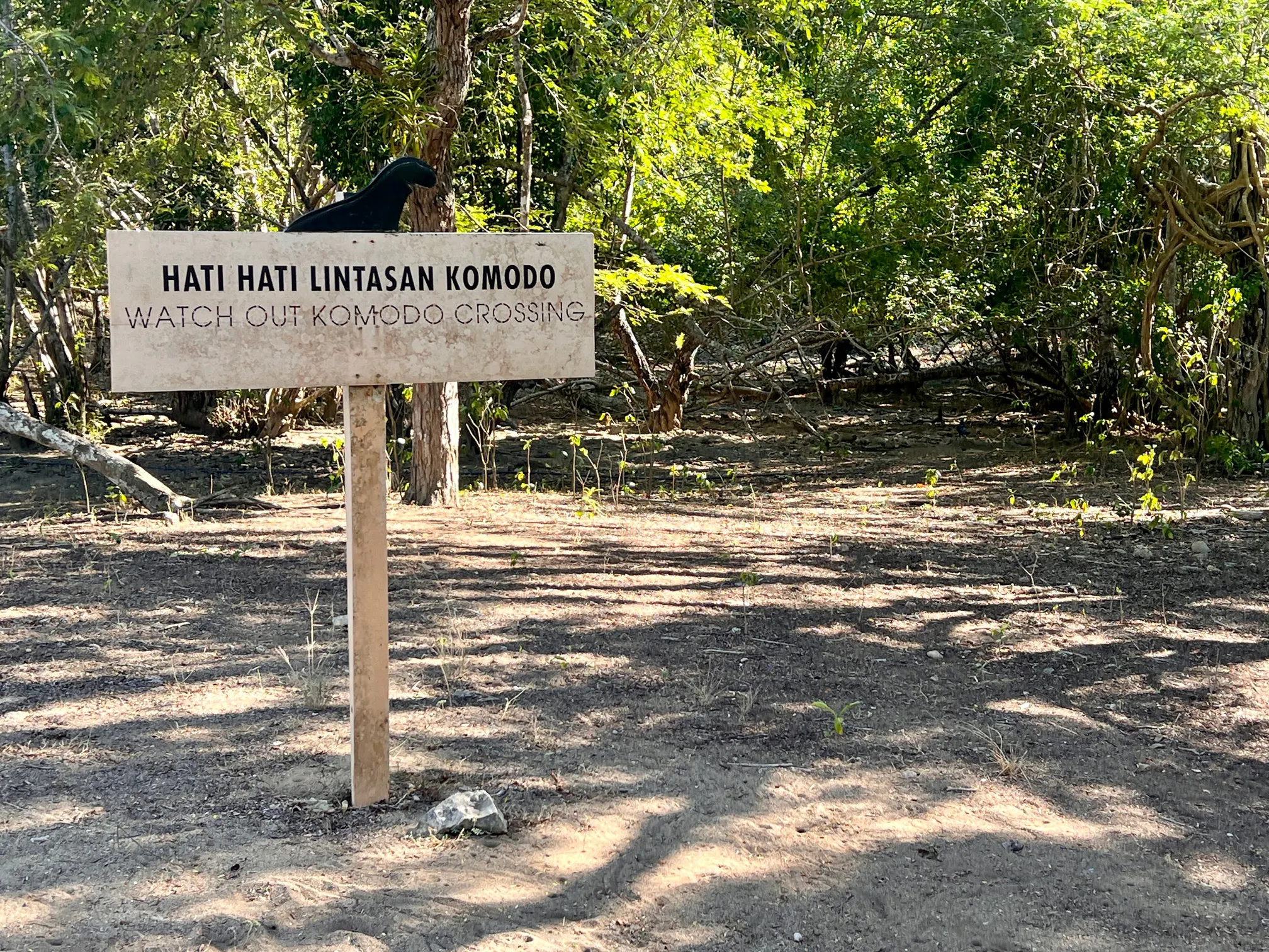 Seeing Komodo Dragons on a Cruise
