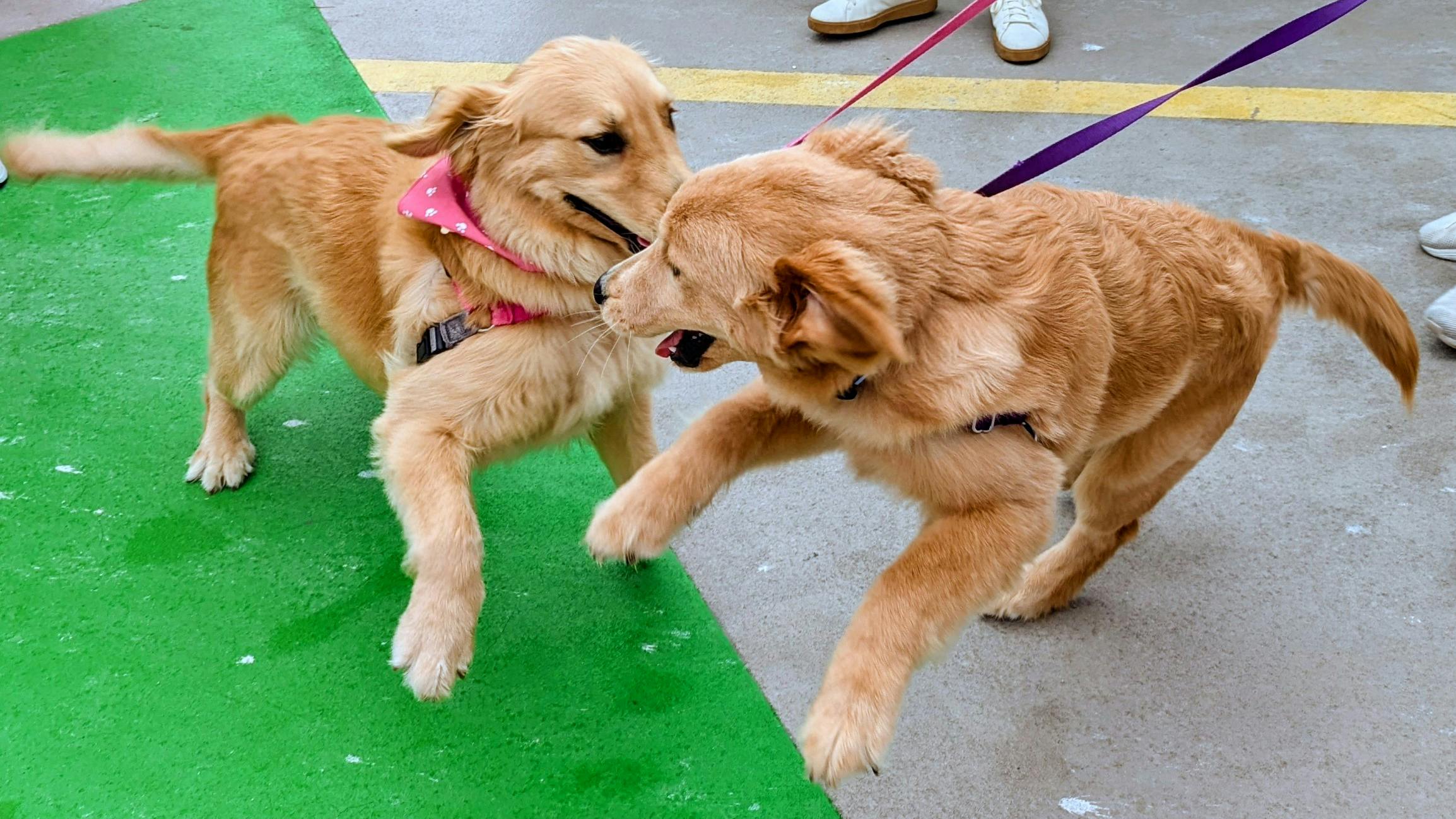 Icon of the Seas vs. Star of the Seas