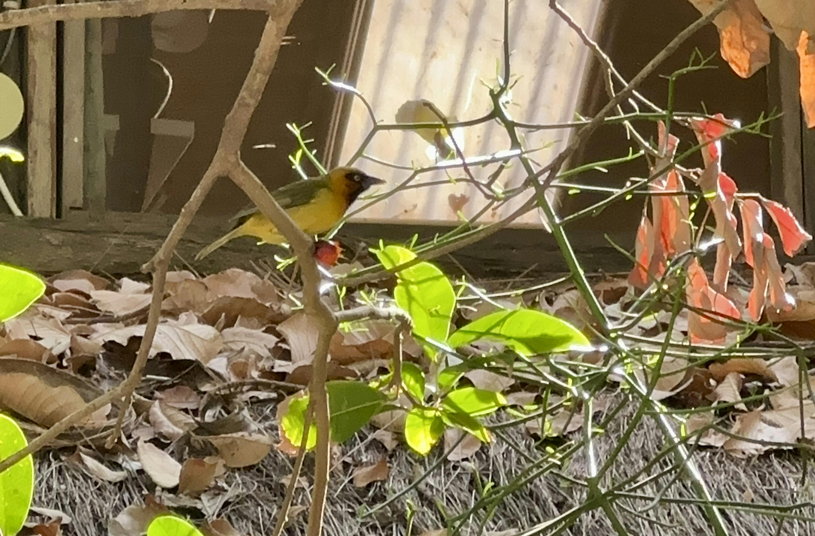 HX Expeditions' Cruises to West Africa