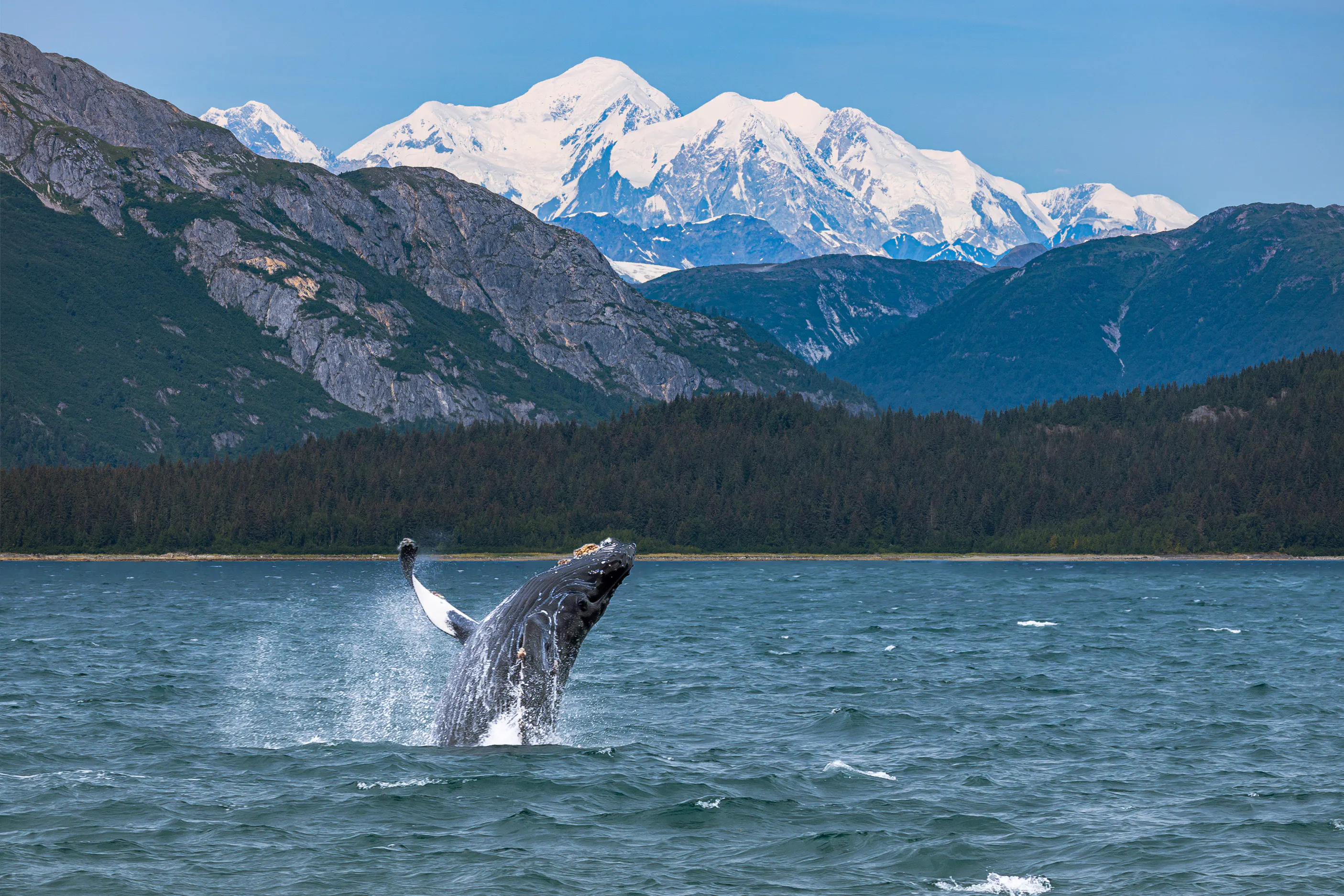 Alaska Cruise Tips: Your Ultimate Guide