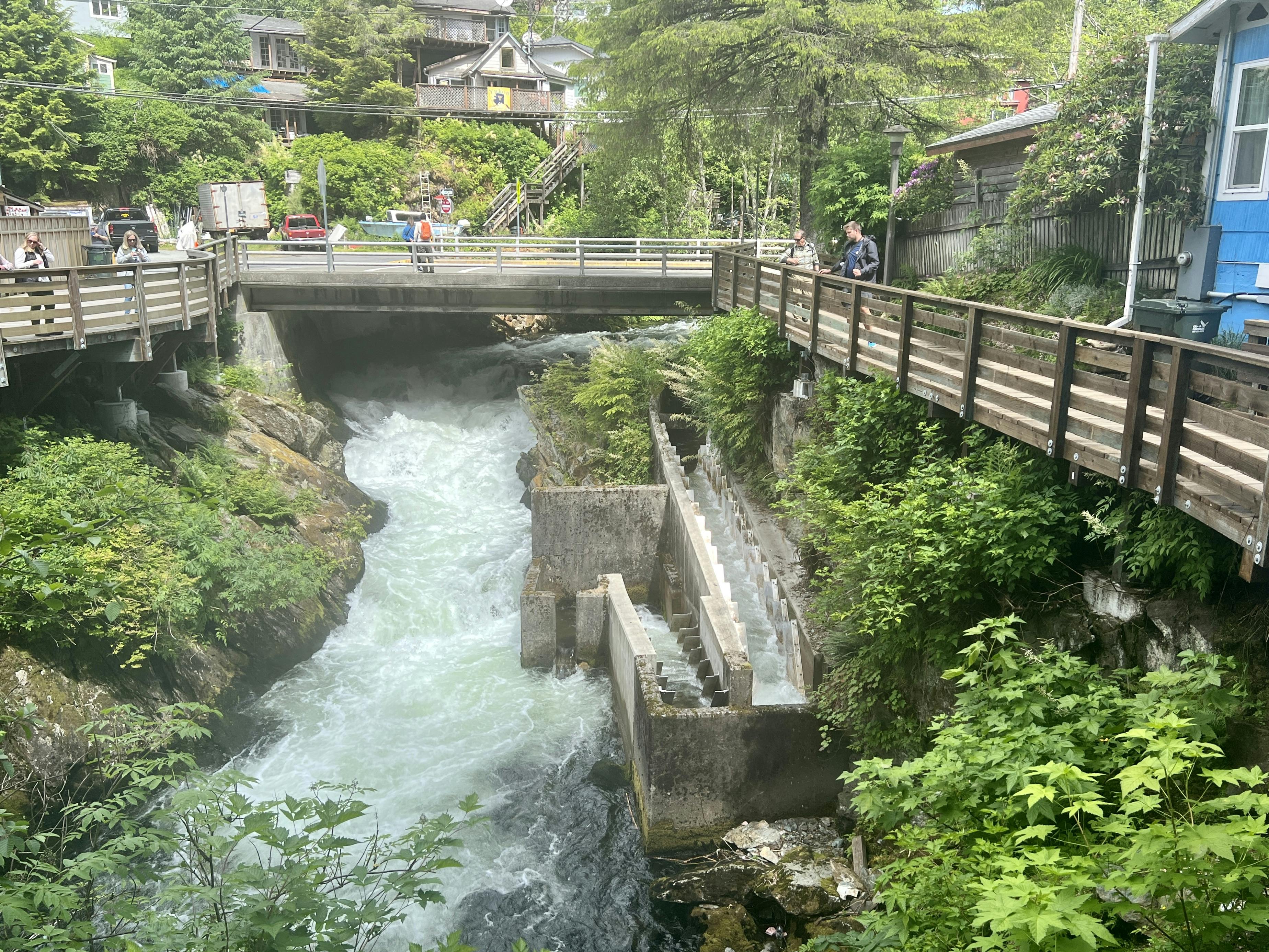 Ketchikan's New Salmon Walk Offers Cruisers Nature Options