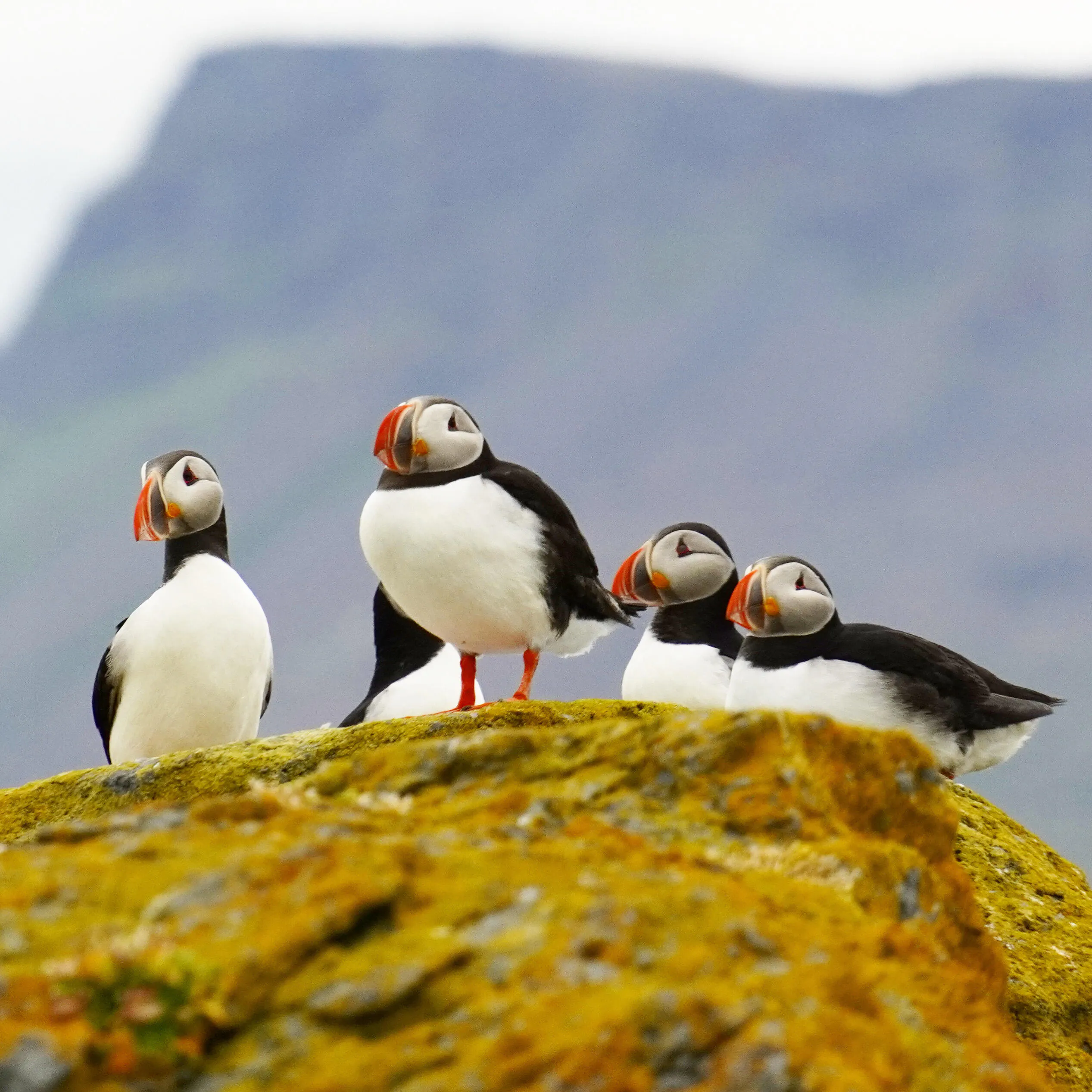 7-Day Iceland Cruises: The Shore Excursions Not to Miss