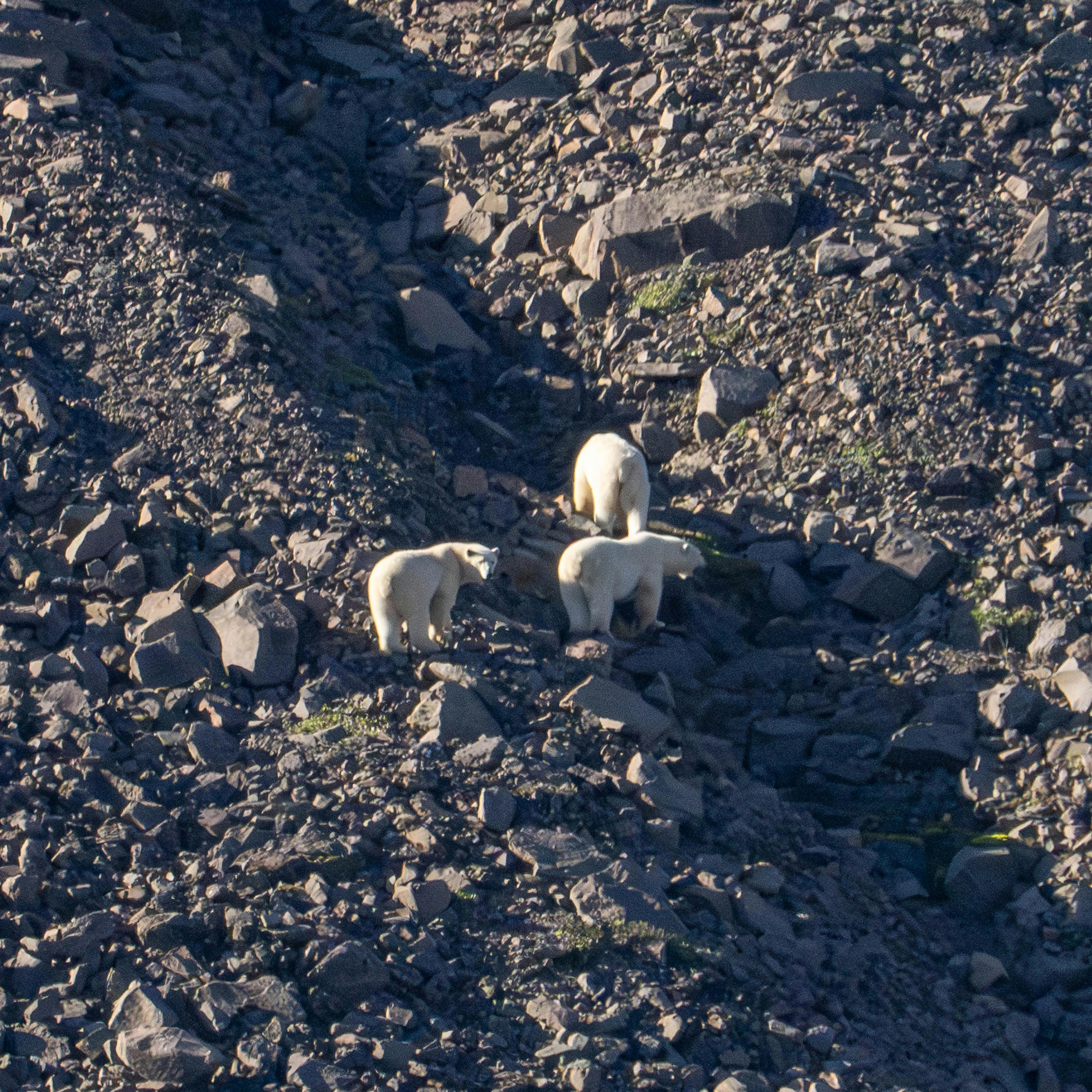 Cruises to Greenland: What to Know Before You Go