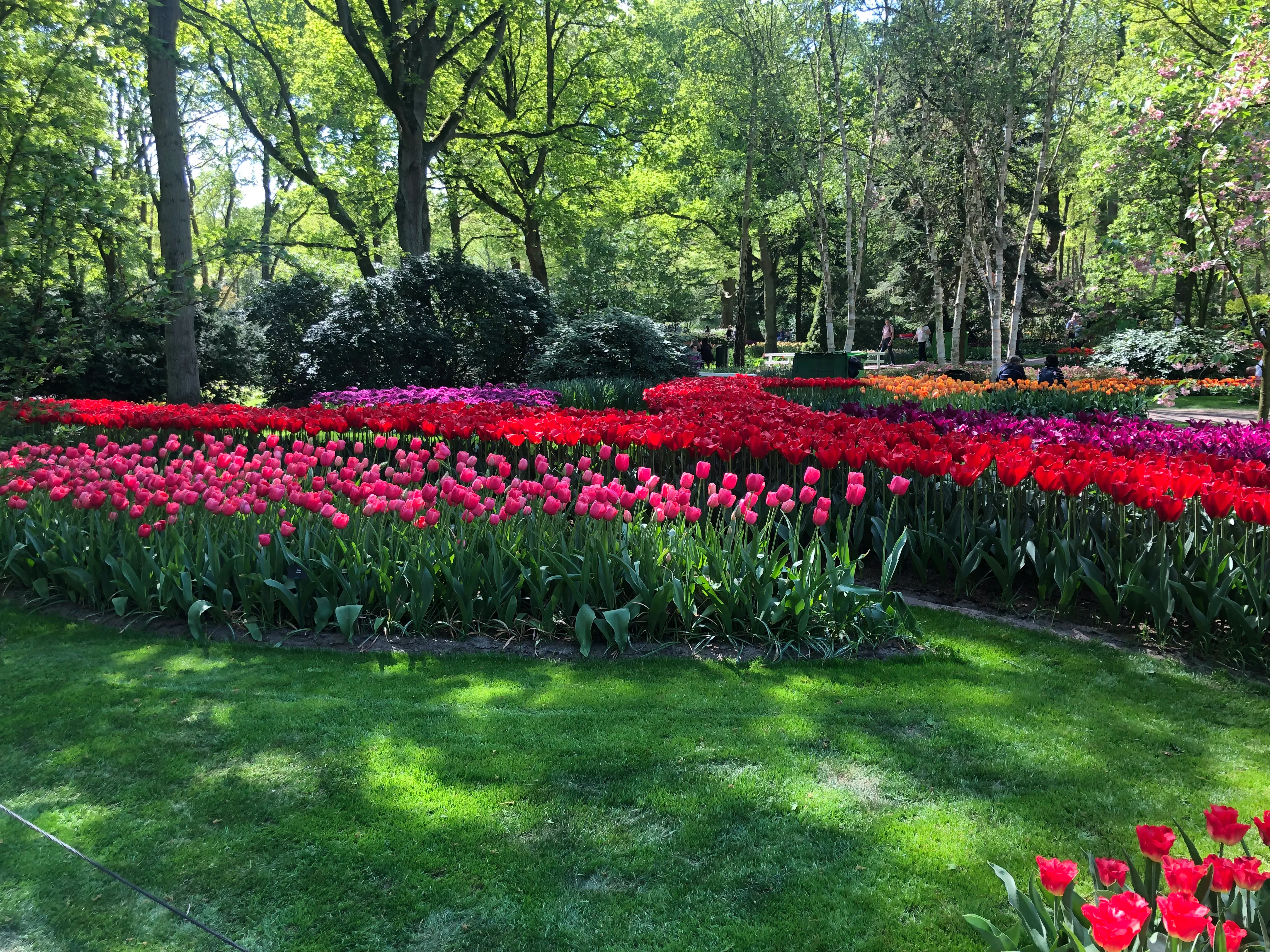 What You Need to Know for a Tulip River Cruise in Tulip Season