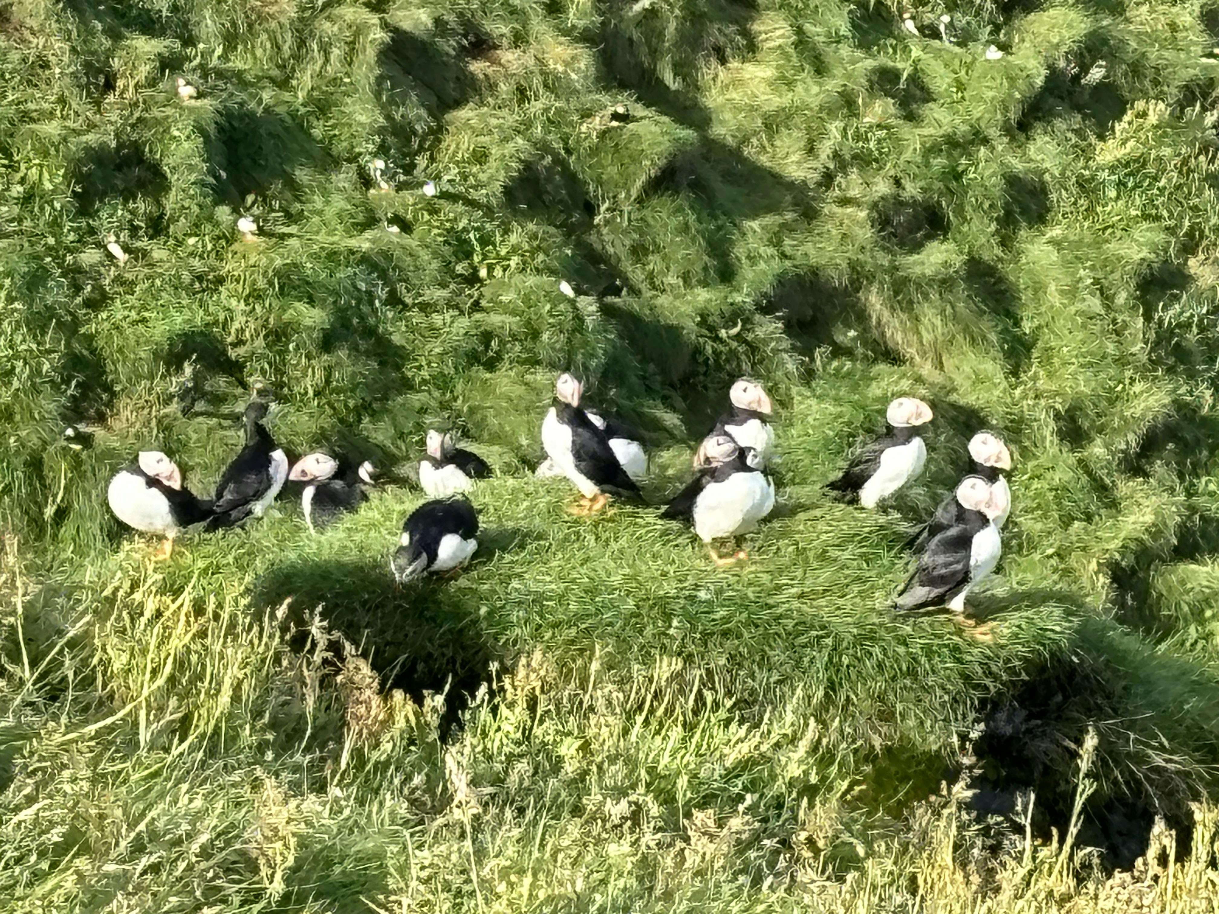 Is a Cruise the Best Way to See Iceland?