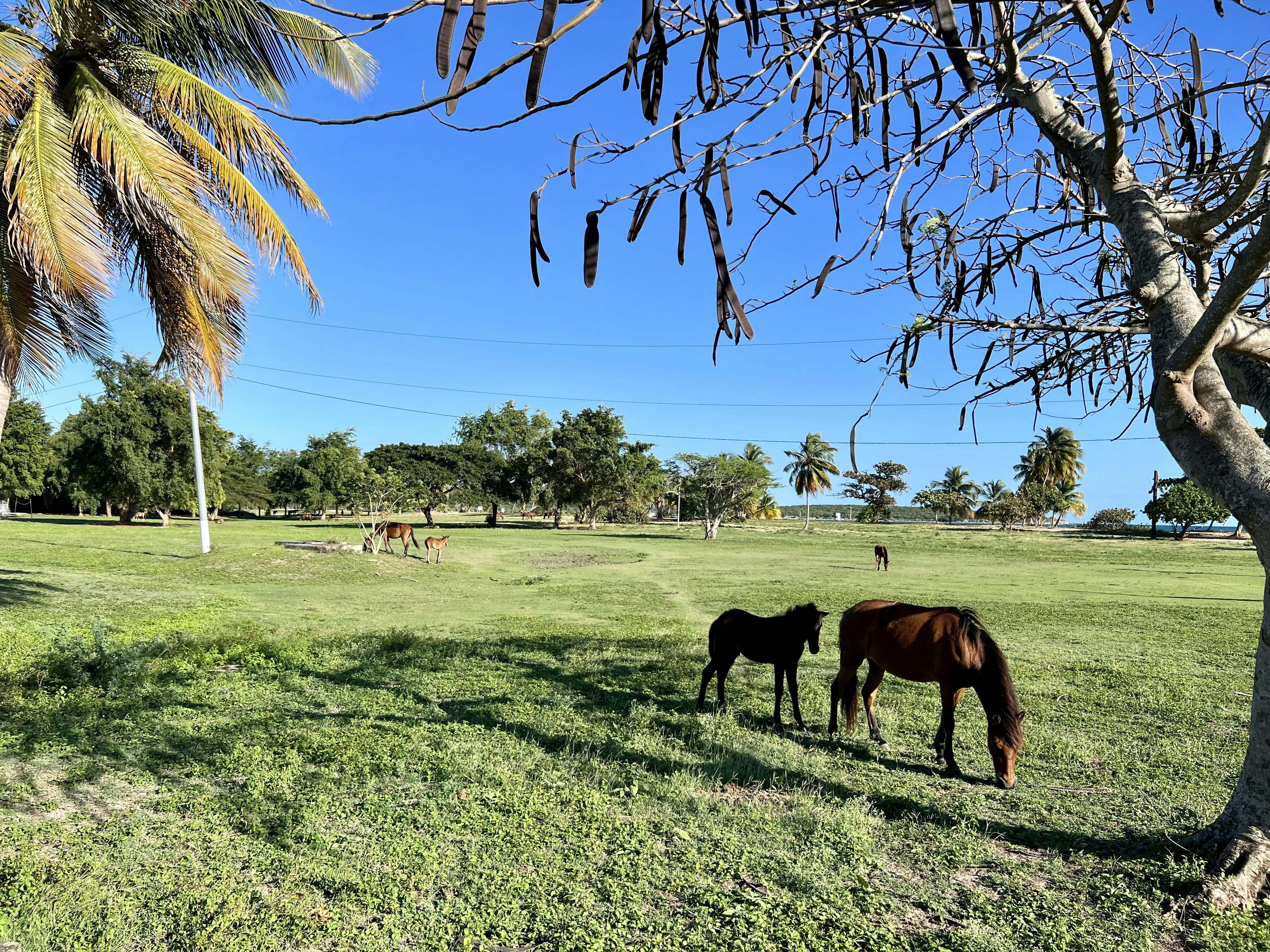 Best Time to Visit Puerto Rico on a Cruise: A Guide