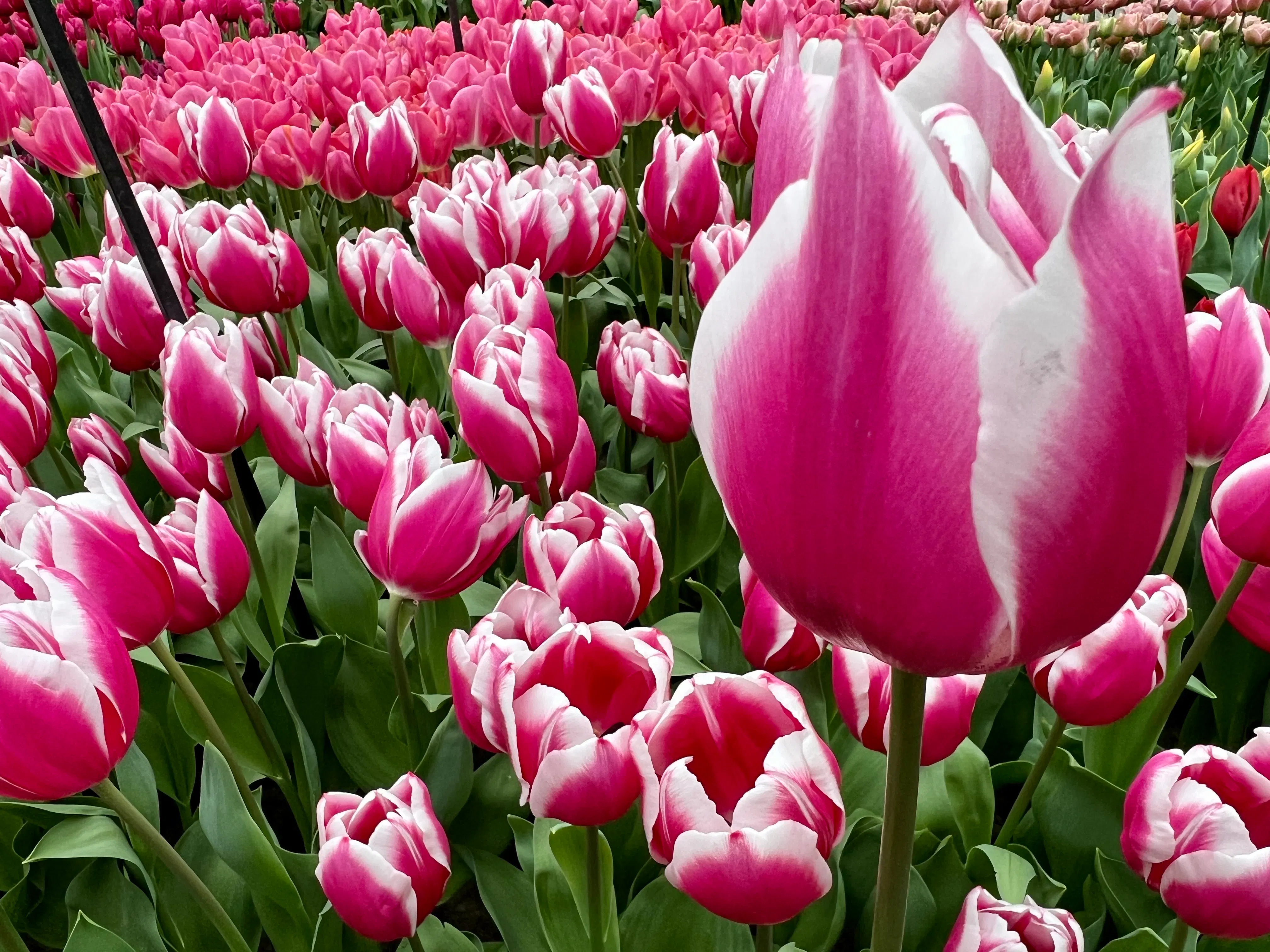 What You Need to Know for a Tulip River Cruise in Tulip Season