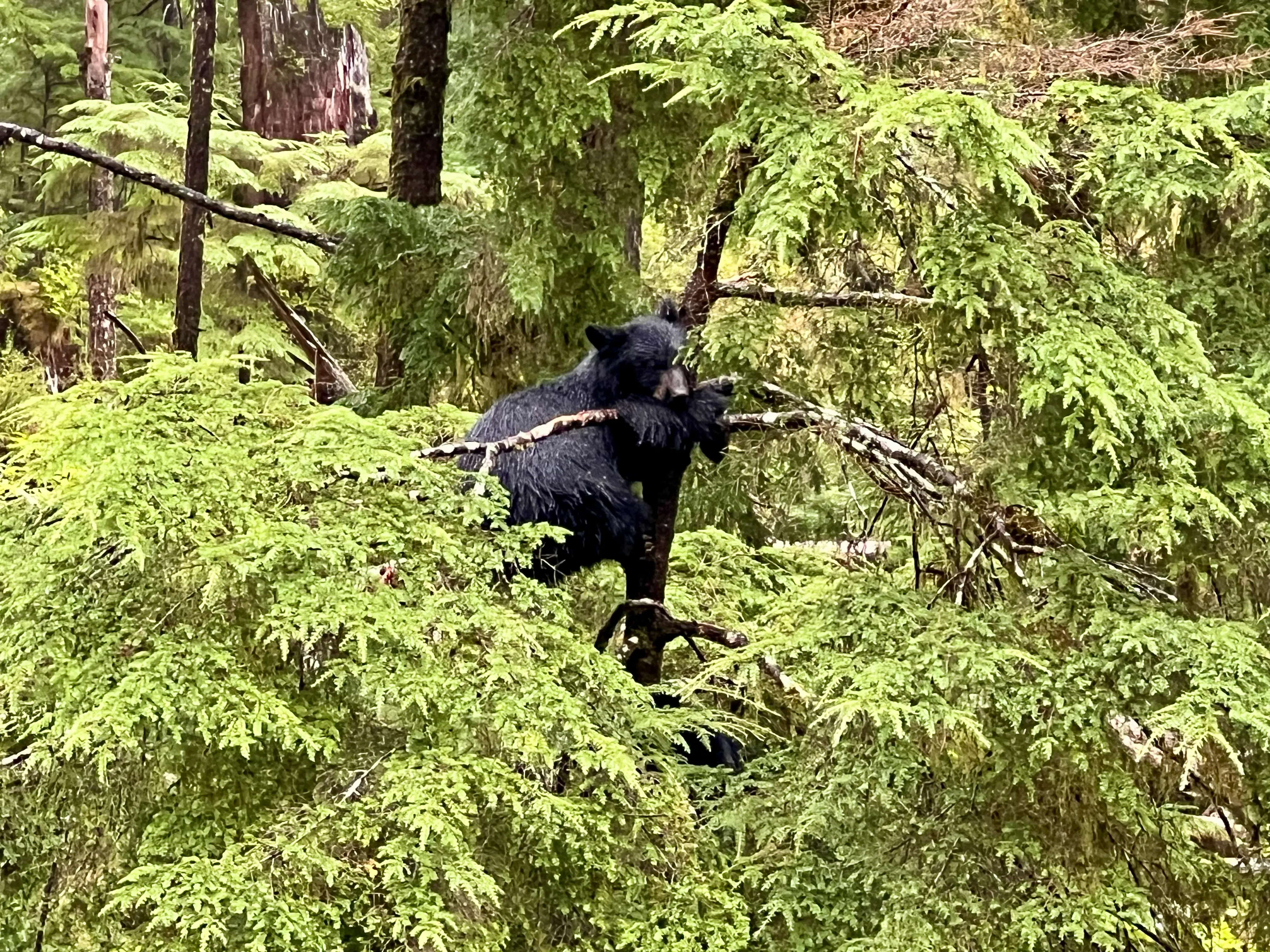 8 Things to Do in Ketchikan on an Alaska Cruise - Cruise Critic
