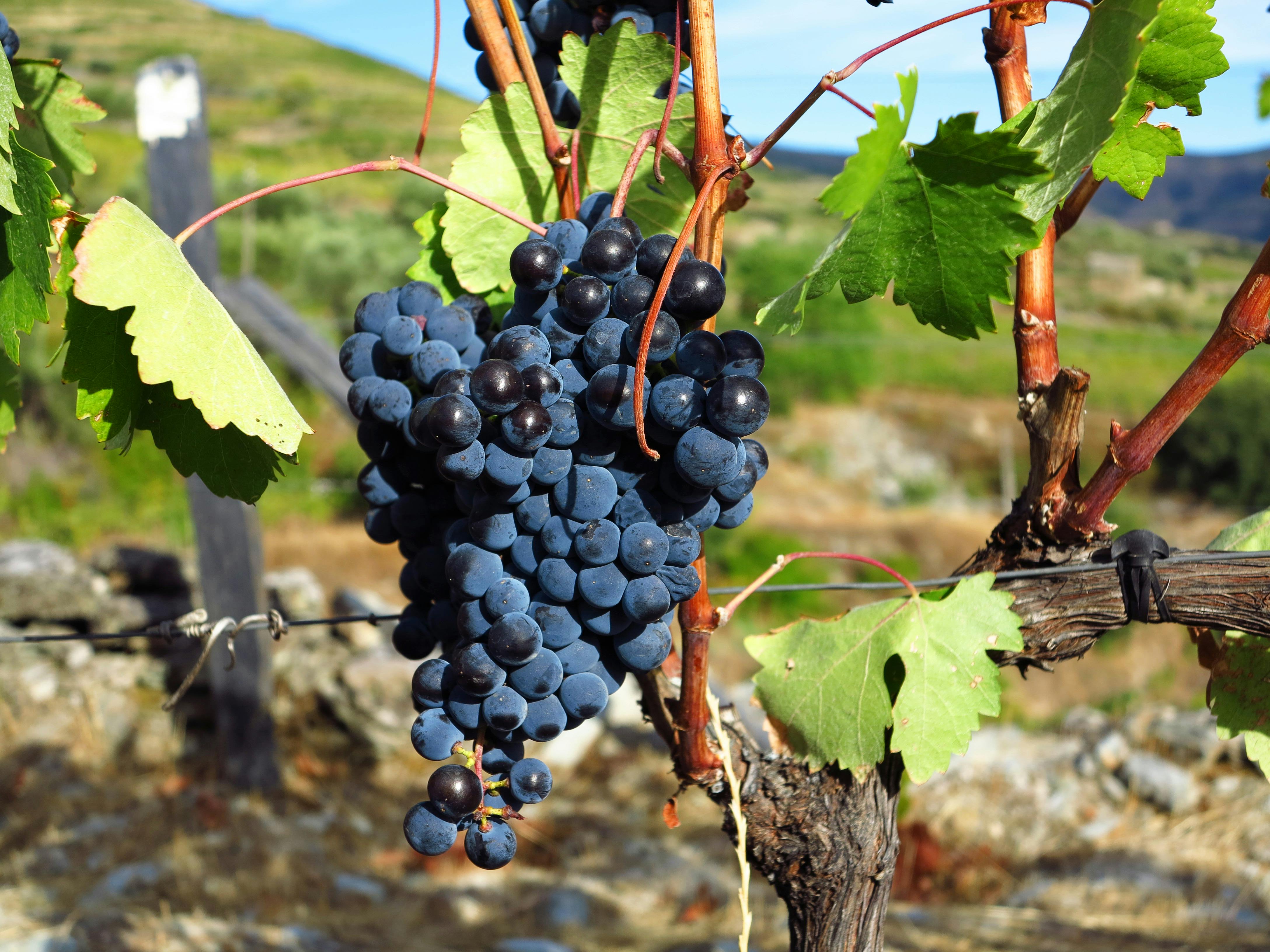 The Ultimate Guide to the Douro River