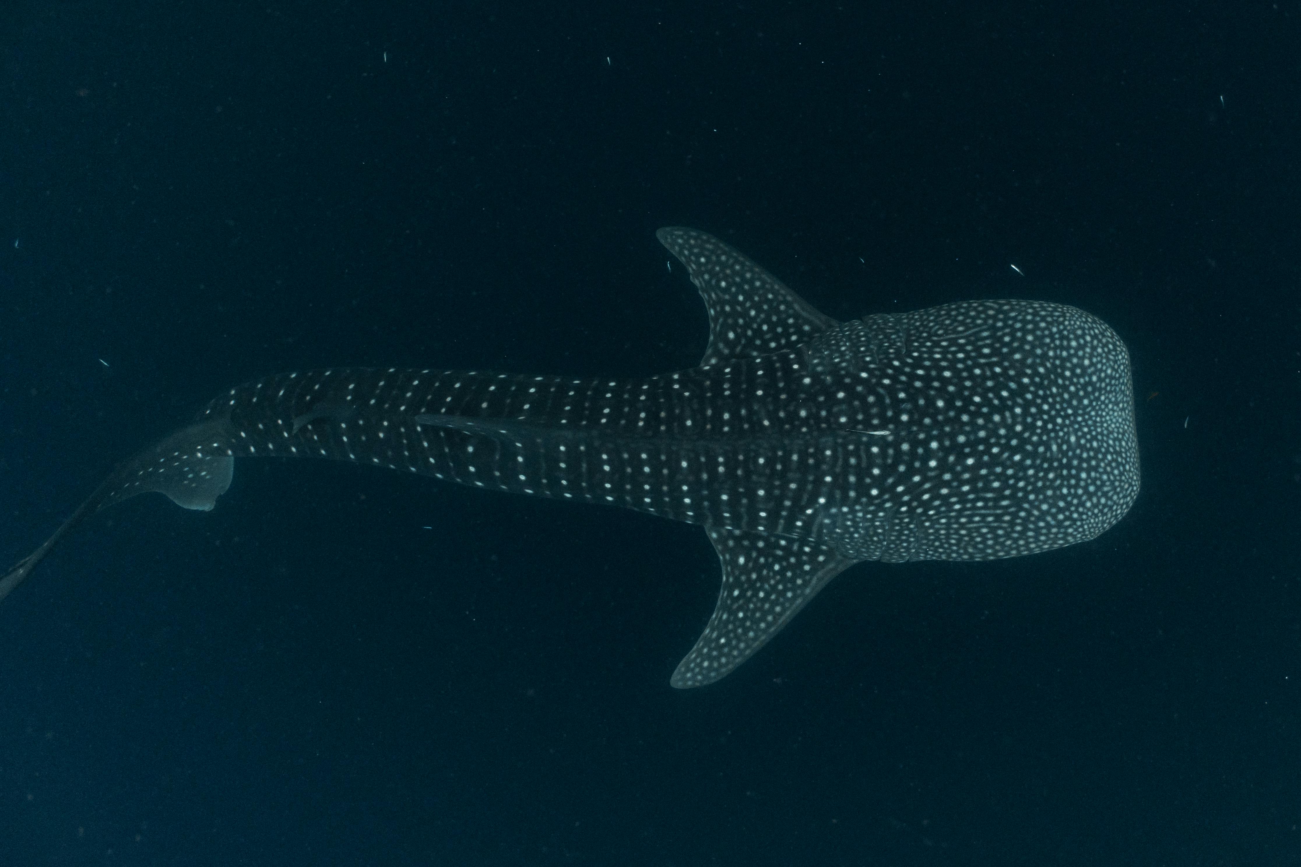 What Happened When I Snorkelled with Whale Sharks on a Cruise to Indonesia