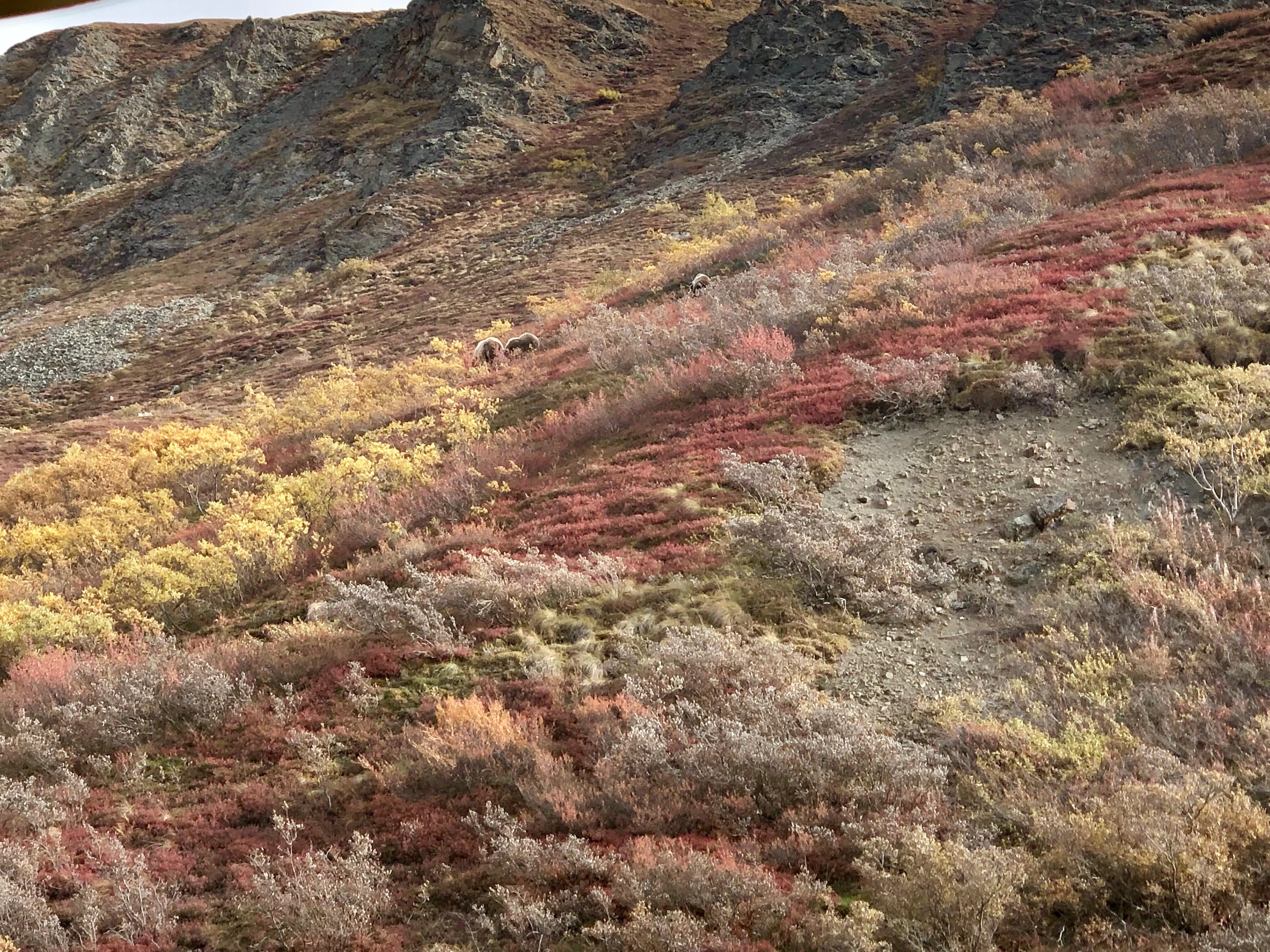 Denali Tundra Wilderness Bus Tour Excursion Review - Cruise Critic