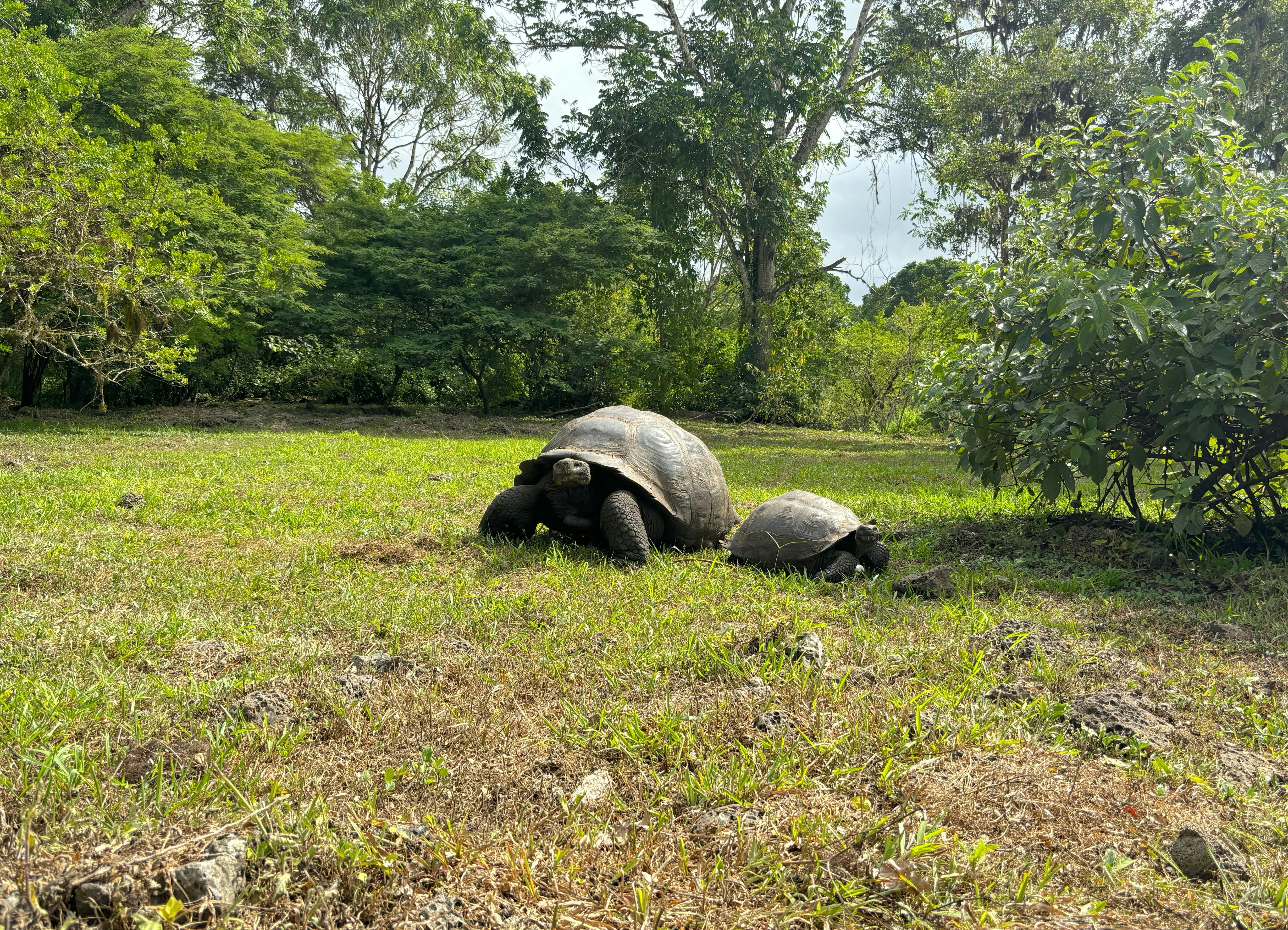 The "Big 15" Galapagos Islands Animals & Where to Find Them