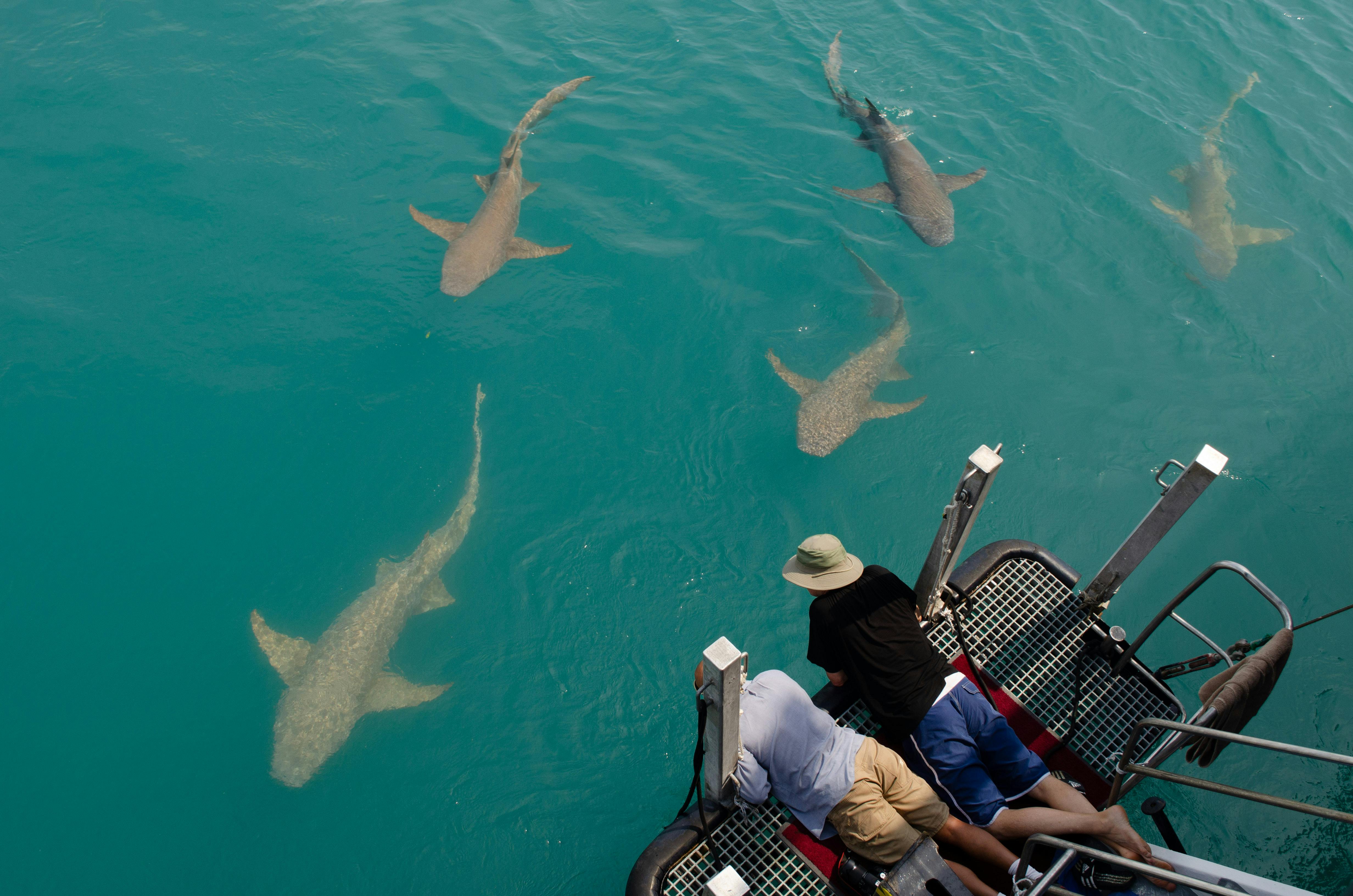Stay Safe from Stingers & Others in The Great Barrier Reef