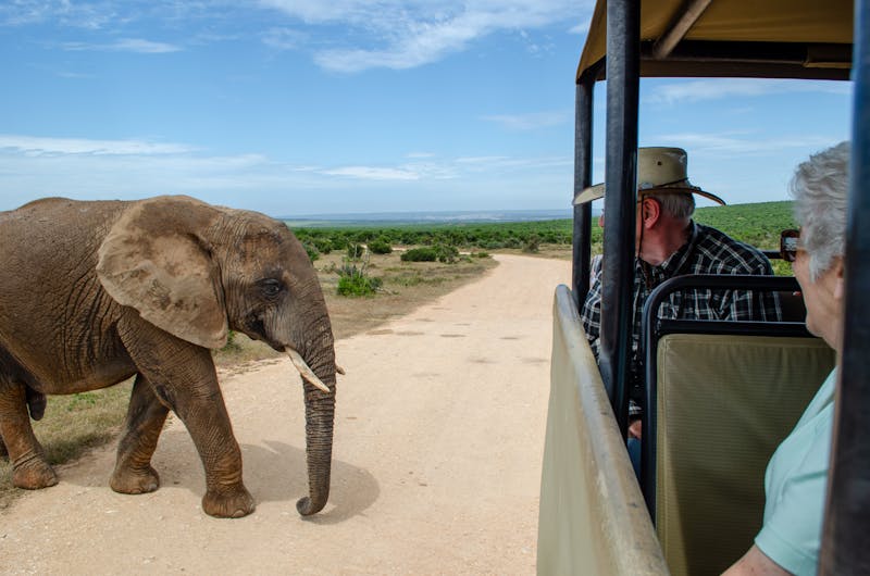 African Safari Cruise Guide: Everything You Need to Know