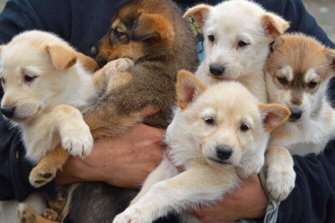 9 Things to Do in Alaska on a Cruise Tour