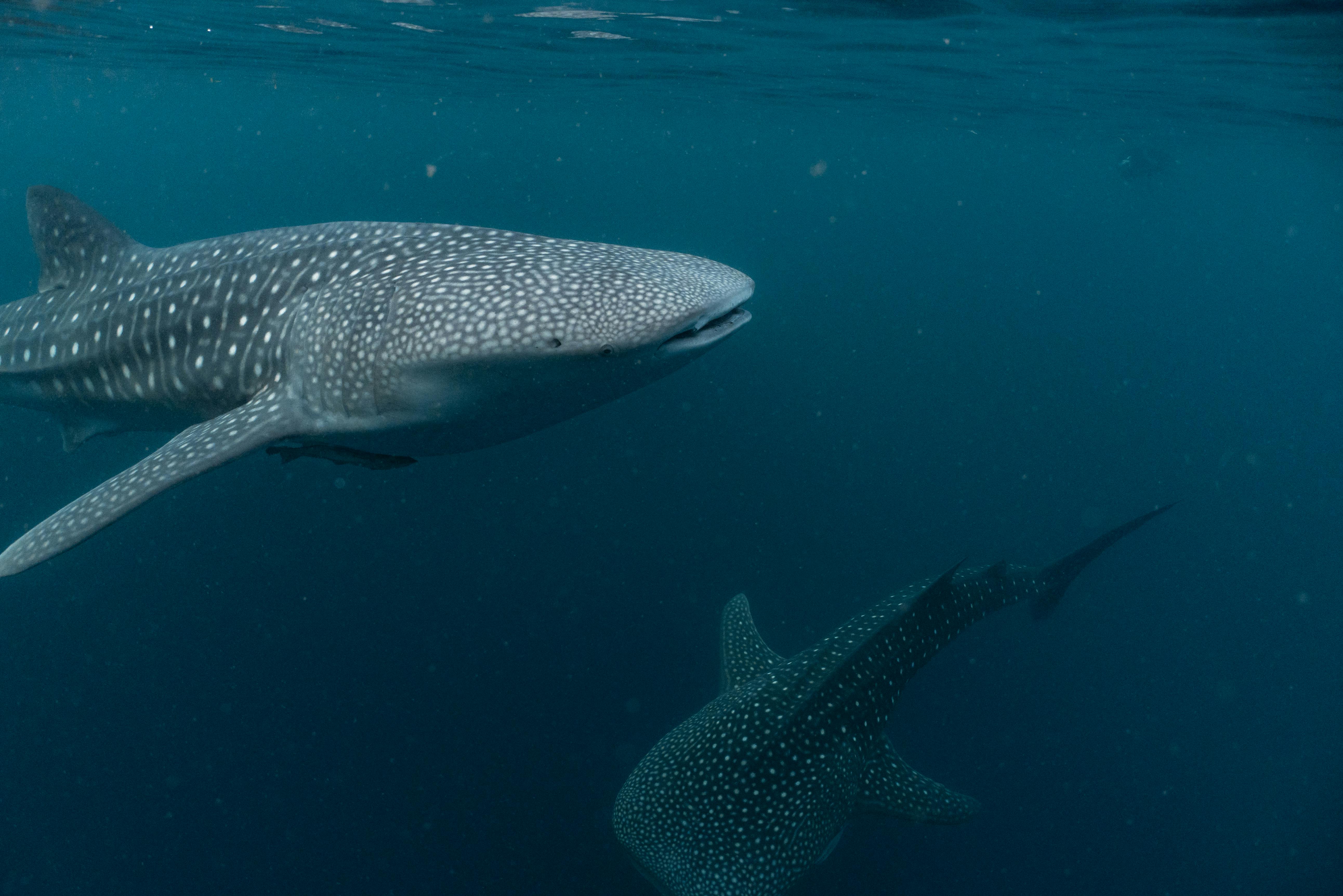 What Happened When I Snorkelled with Whale Sharks on a Cruise to Indonesia