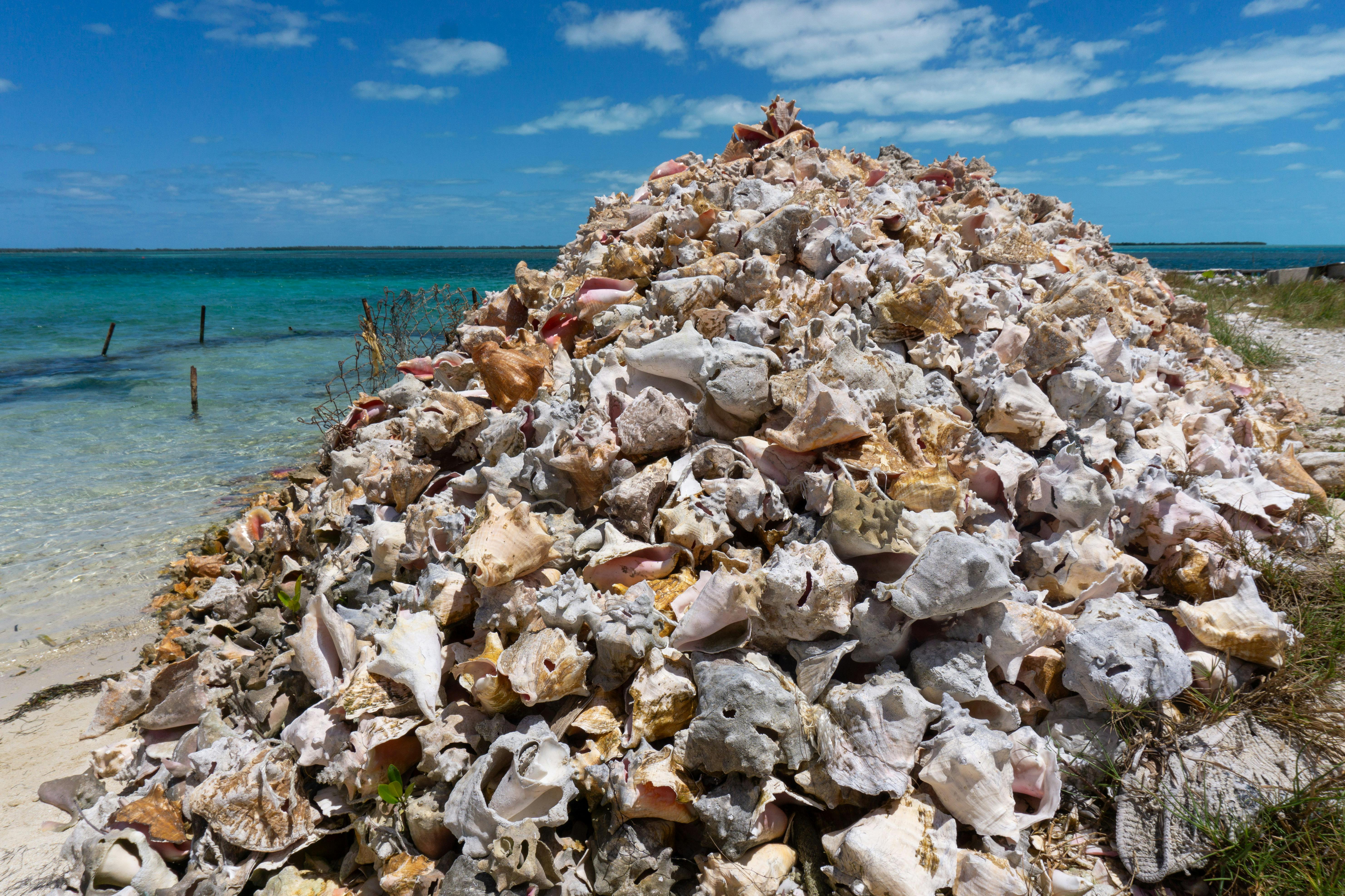 5 Reasons to Go Ashore in Bimini, Bahamas