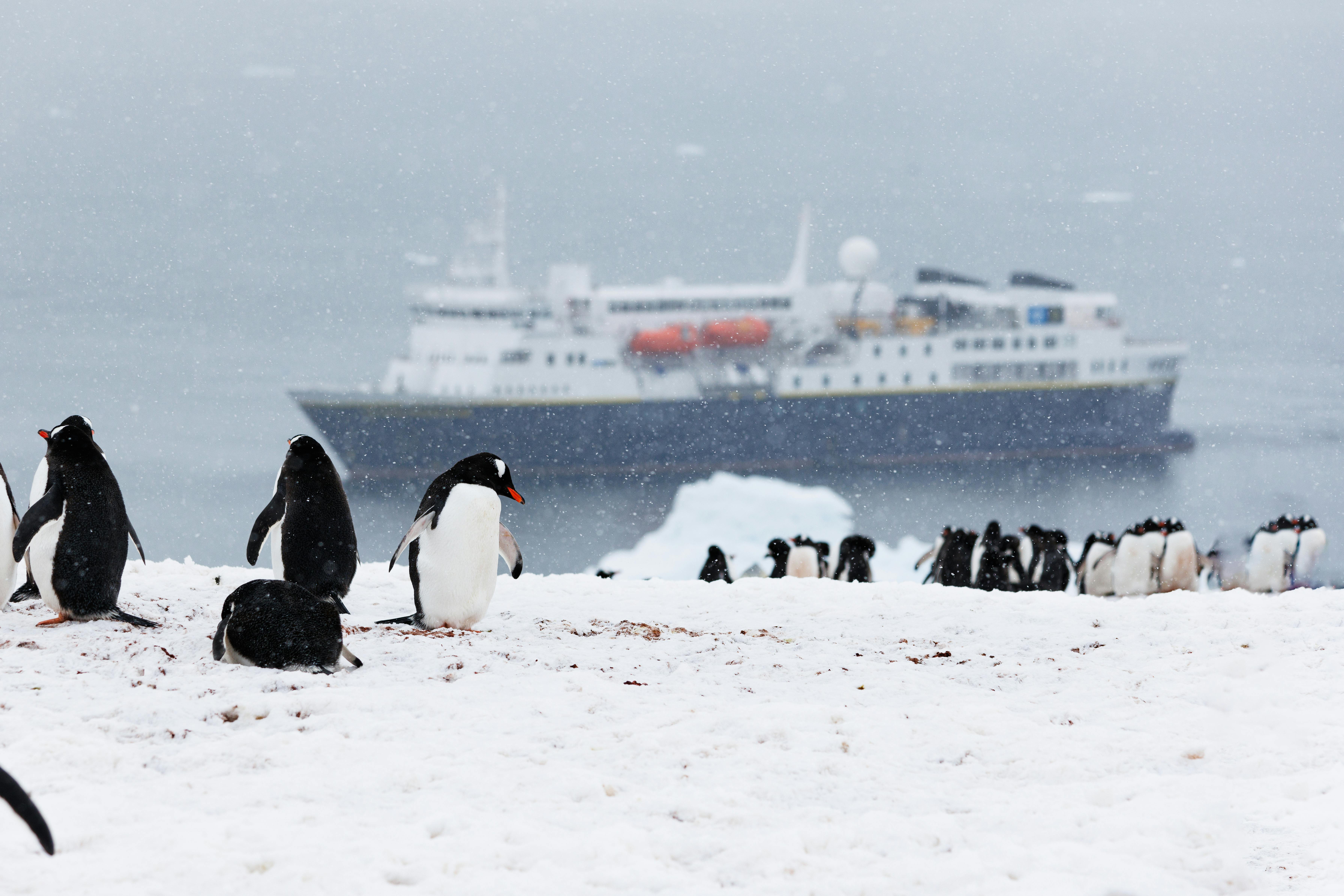 Should You Fly or Sail the Drake Passage?