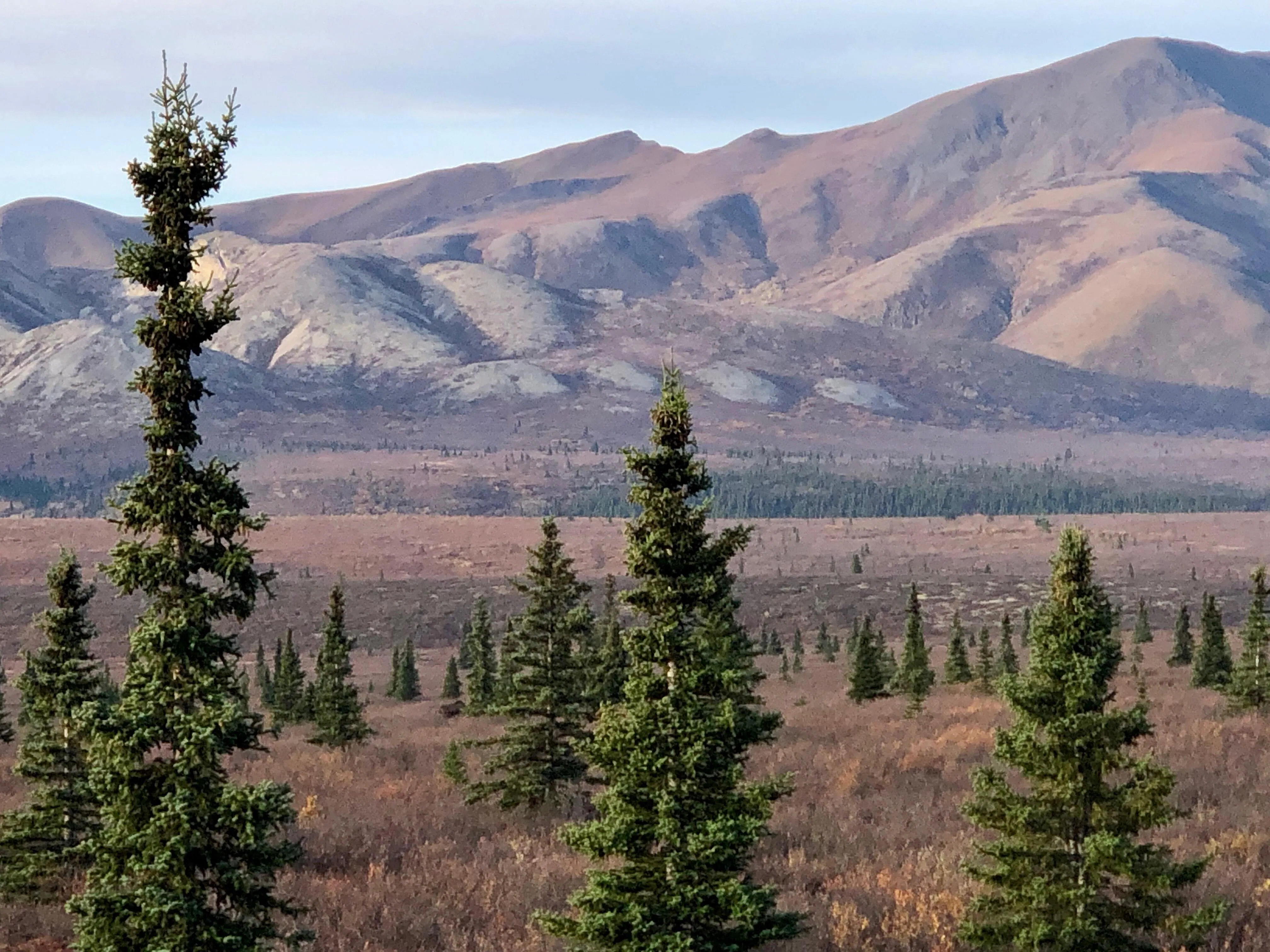 Denali Tundra Wilderness Bus Tour Excursion Review