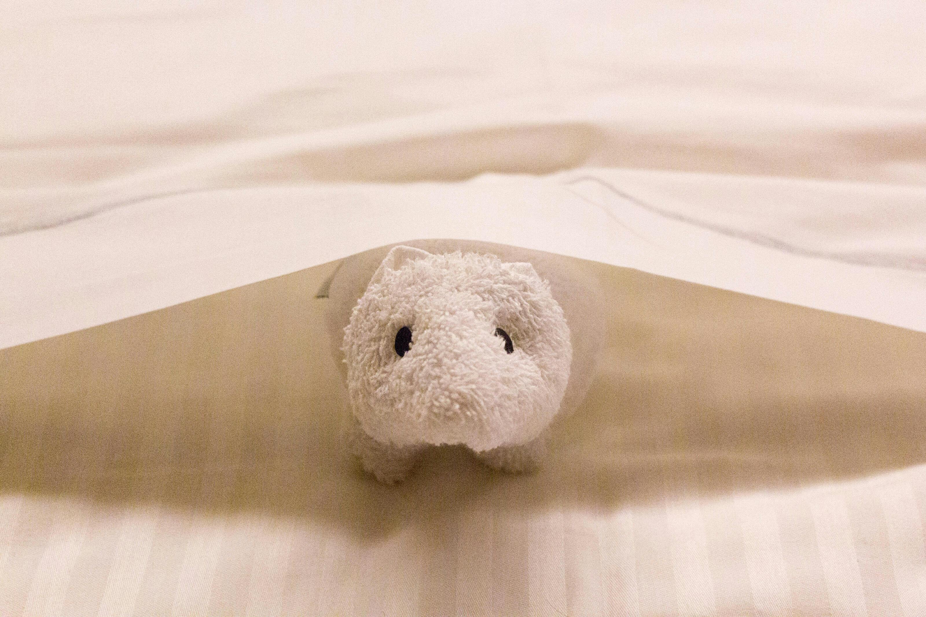 16 Cutest Animals You Can See on a Cruise