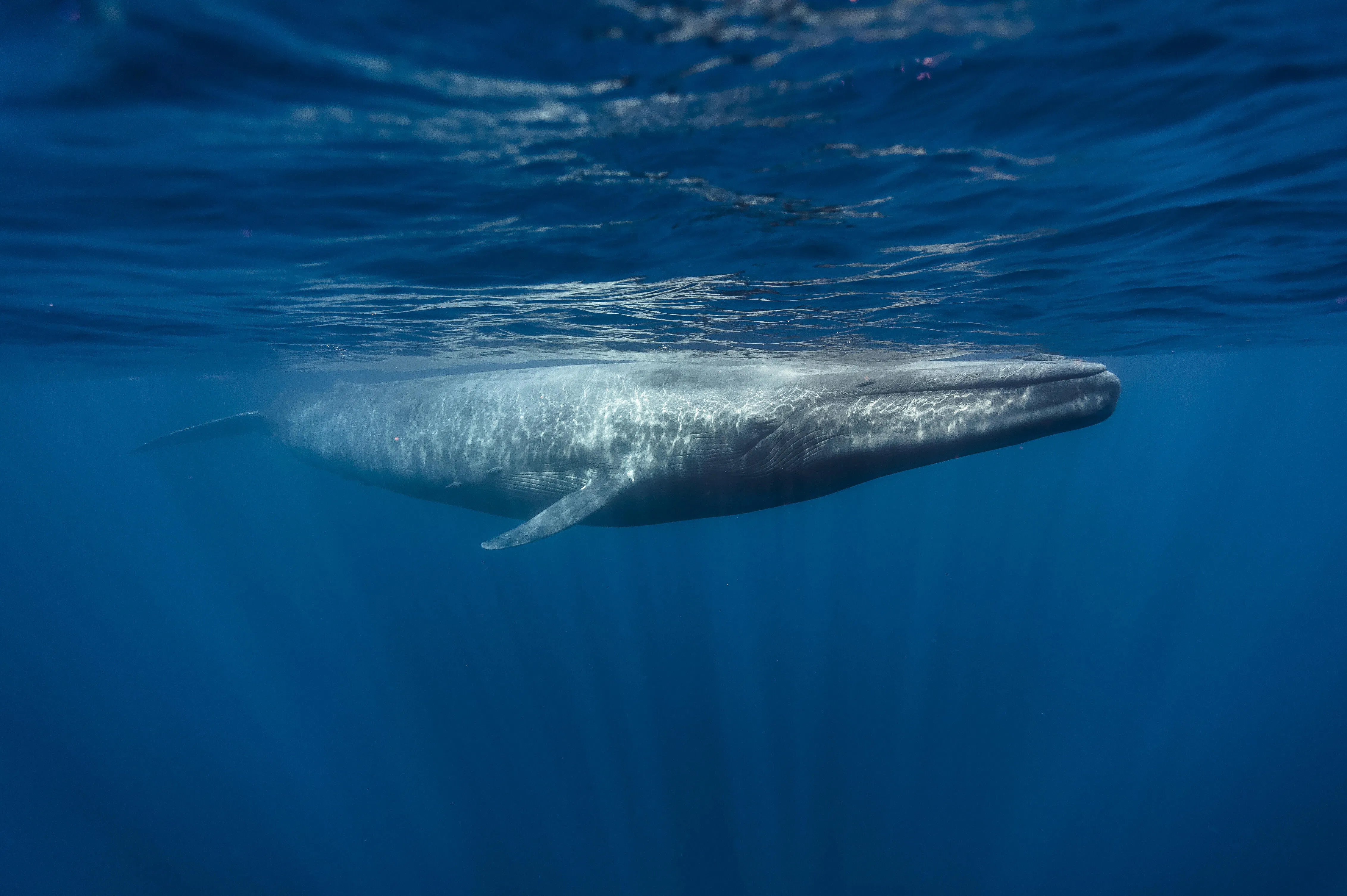 11 Best Whale Watching Cruise Shore Excursions