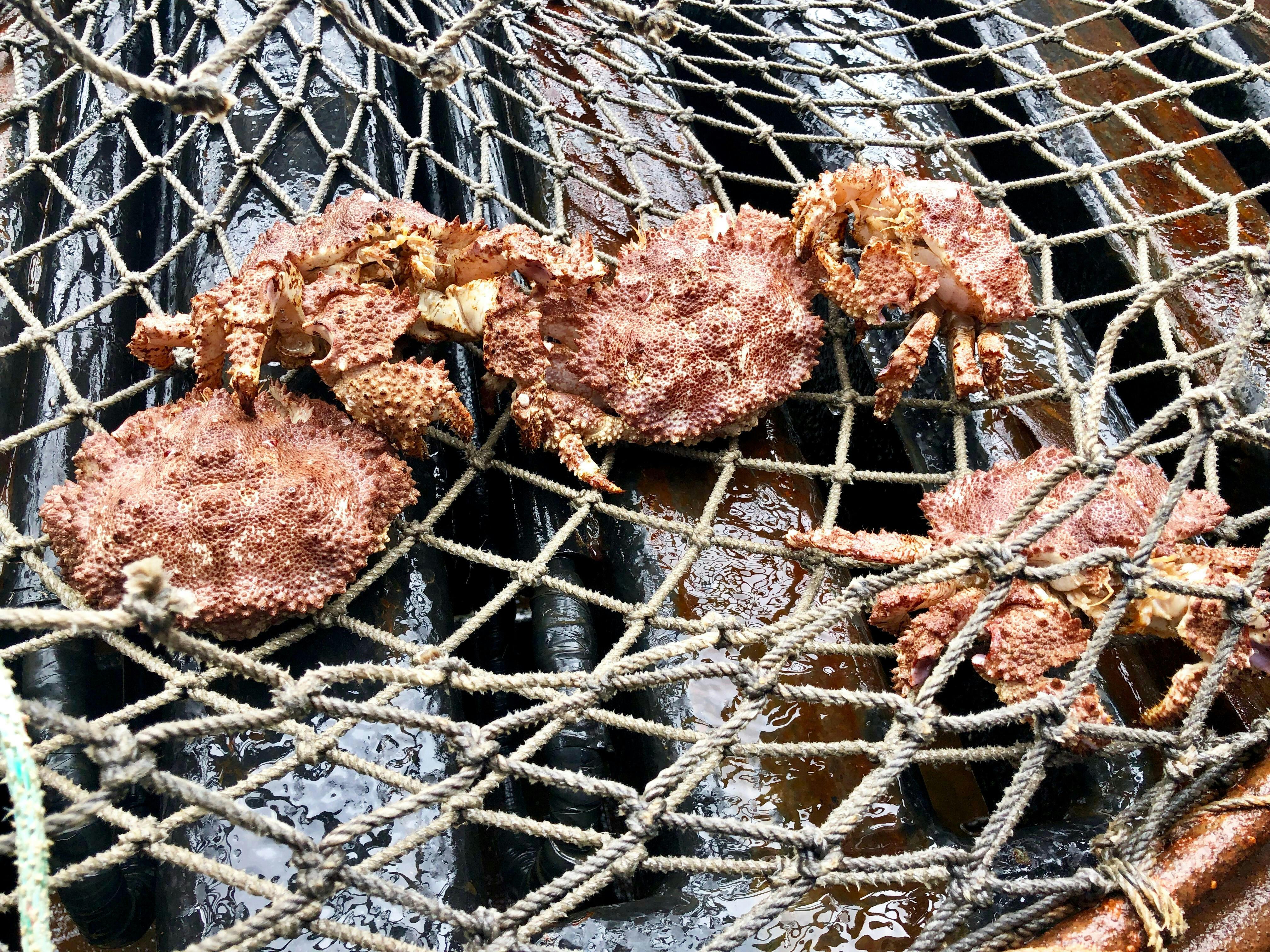Bering Sea Crab Fishermen's Tour in Ketchikan
