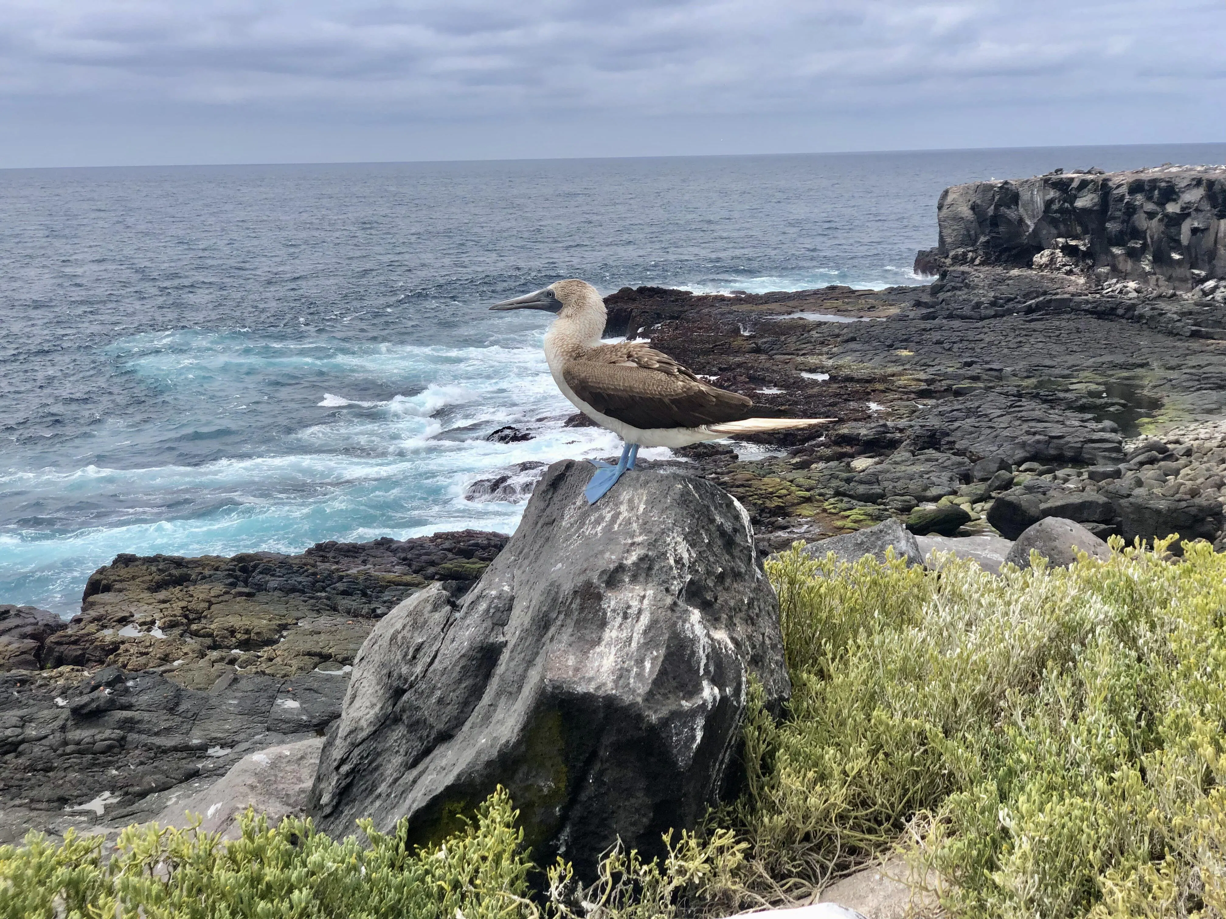 The "Big 15" Galapagos Islands Animals & Where to Find Them