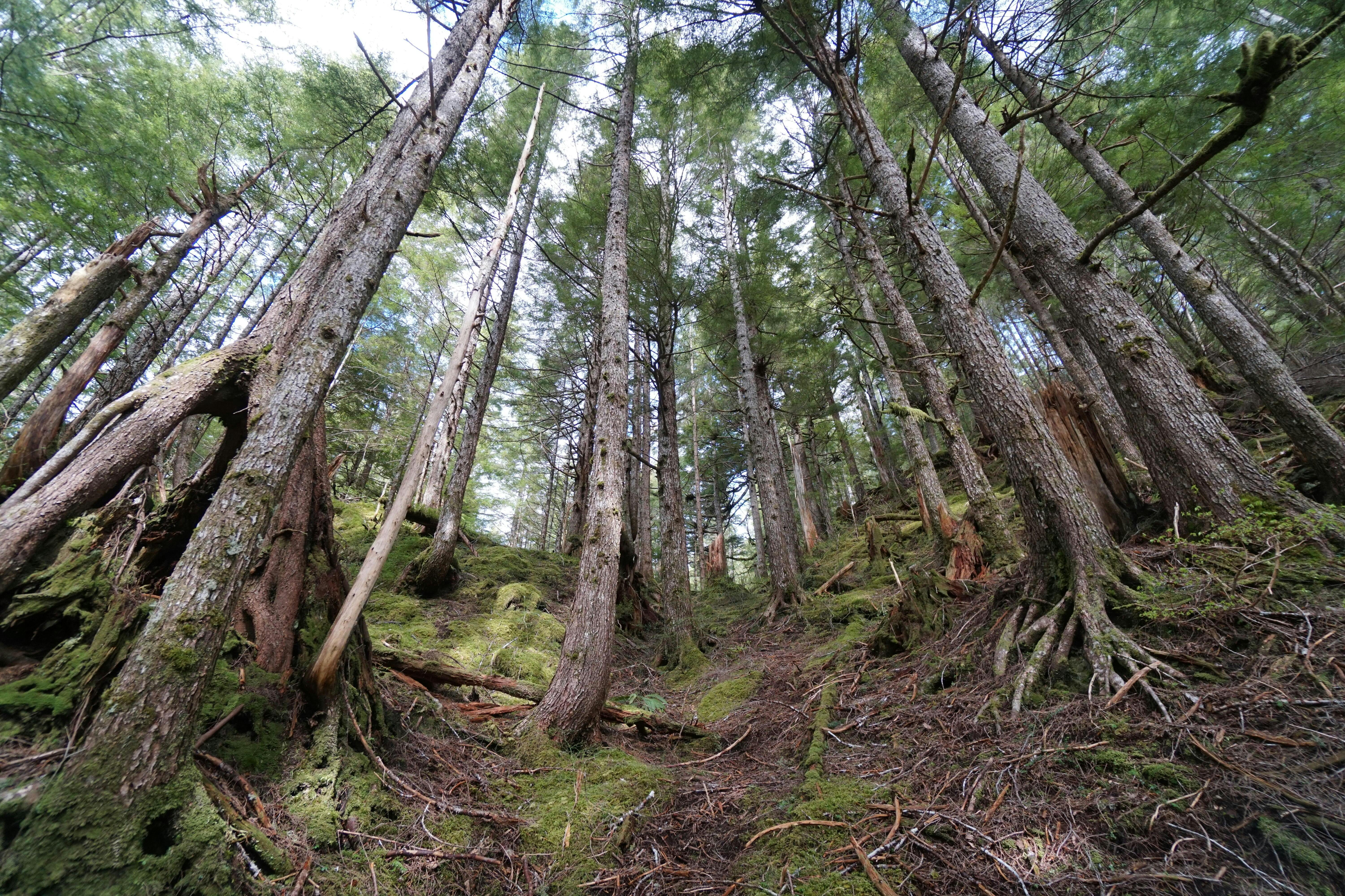 The Best Time to Cruise Alaska Month by Month