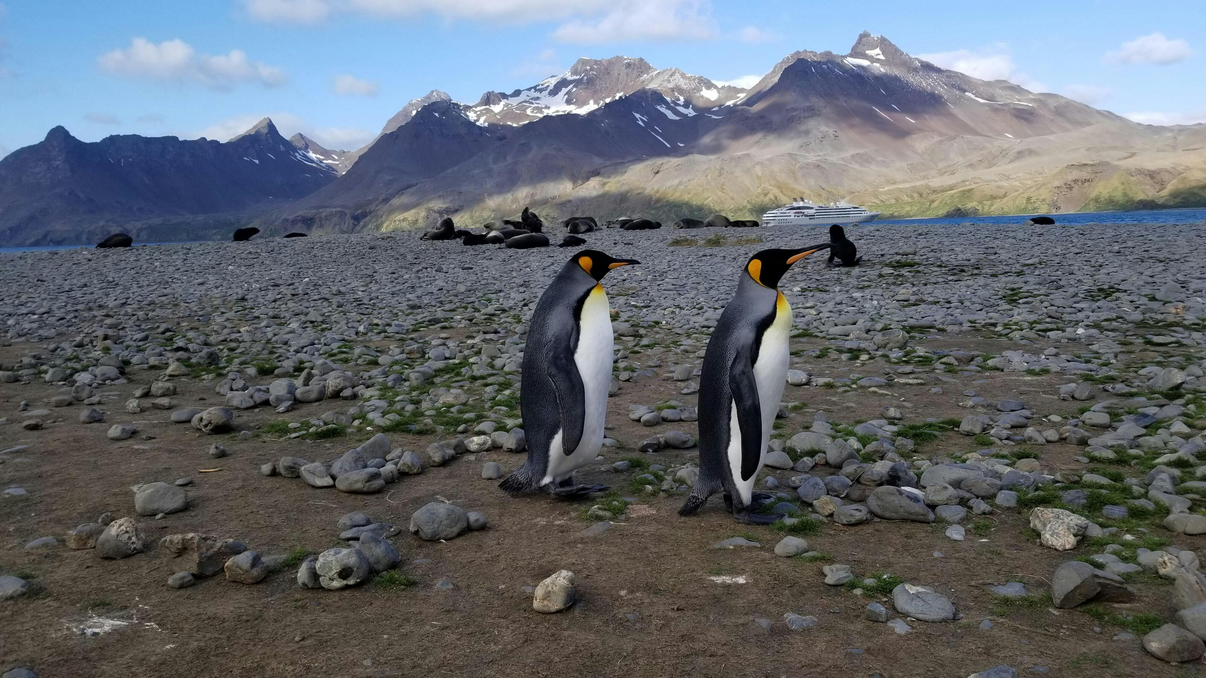 Best Antarctica Cruise Lines