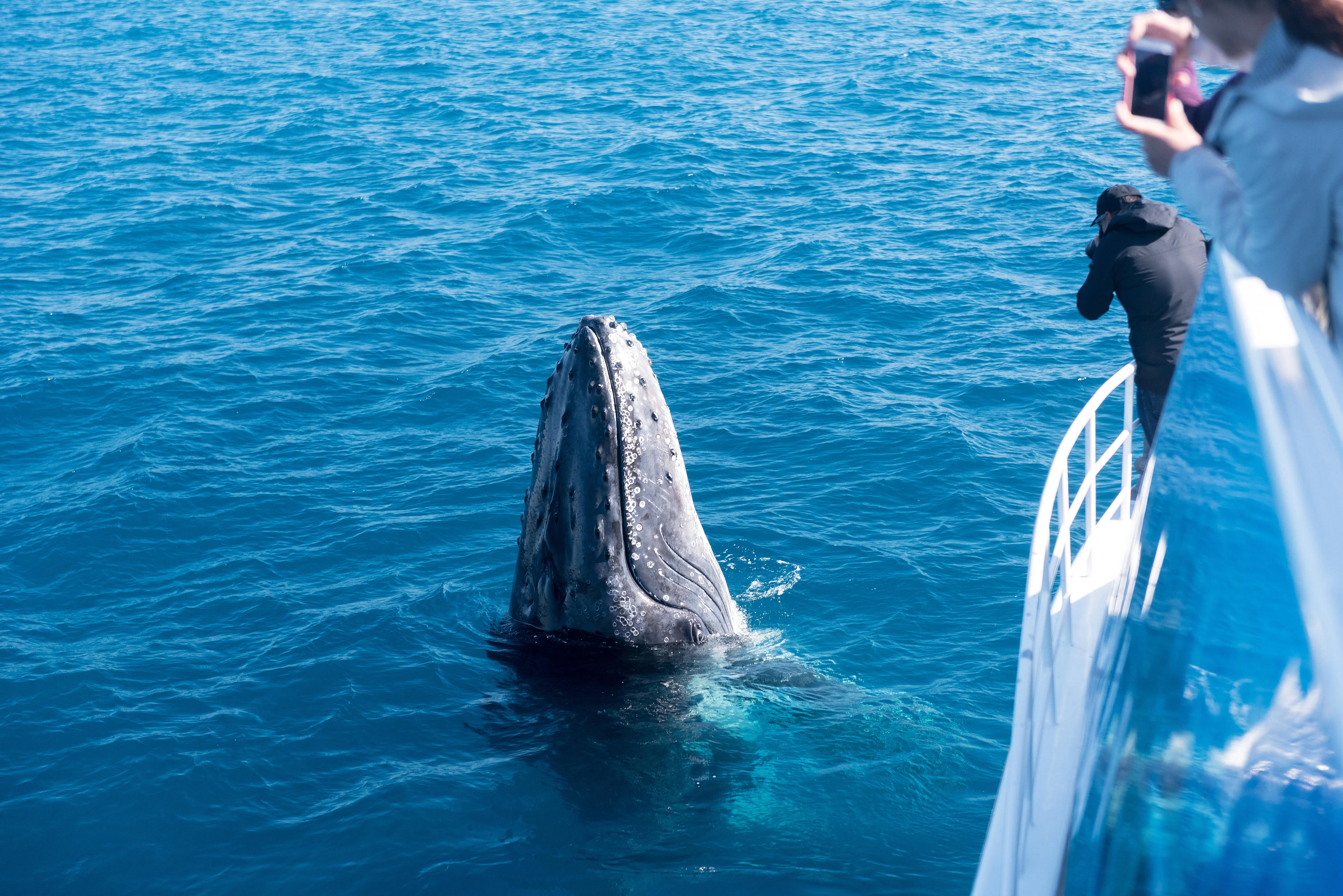 11 Best Whale Watching Cruise Shore Excursions