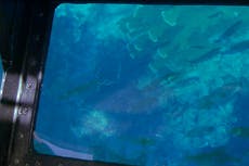 20 BEST Freeport Shore Excursions: Things to Do, Cruise Day Tour ...