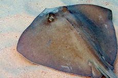 35 BEST Grand Cayman (Georgetown) Shore Excursions: Things to Do ...