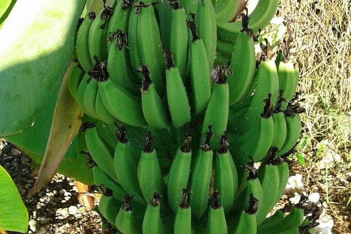 20 BEST Freeport Shore Excursions: Things to Do, Cruise Day Tour ...