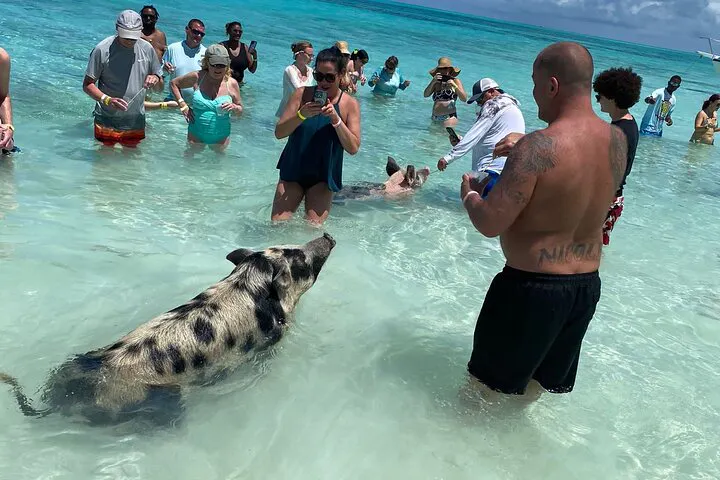 BEST Bimini Shore Excursions: Things to Do, Cruise Day Tour & Reviews ...