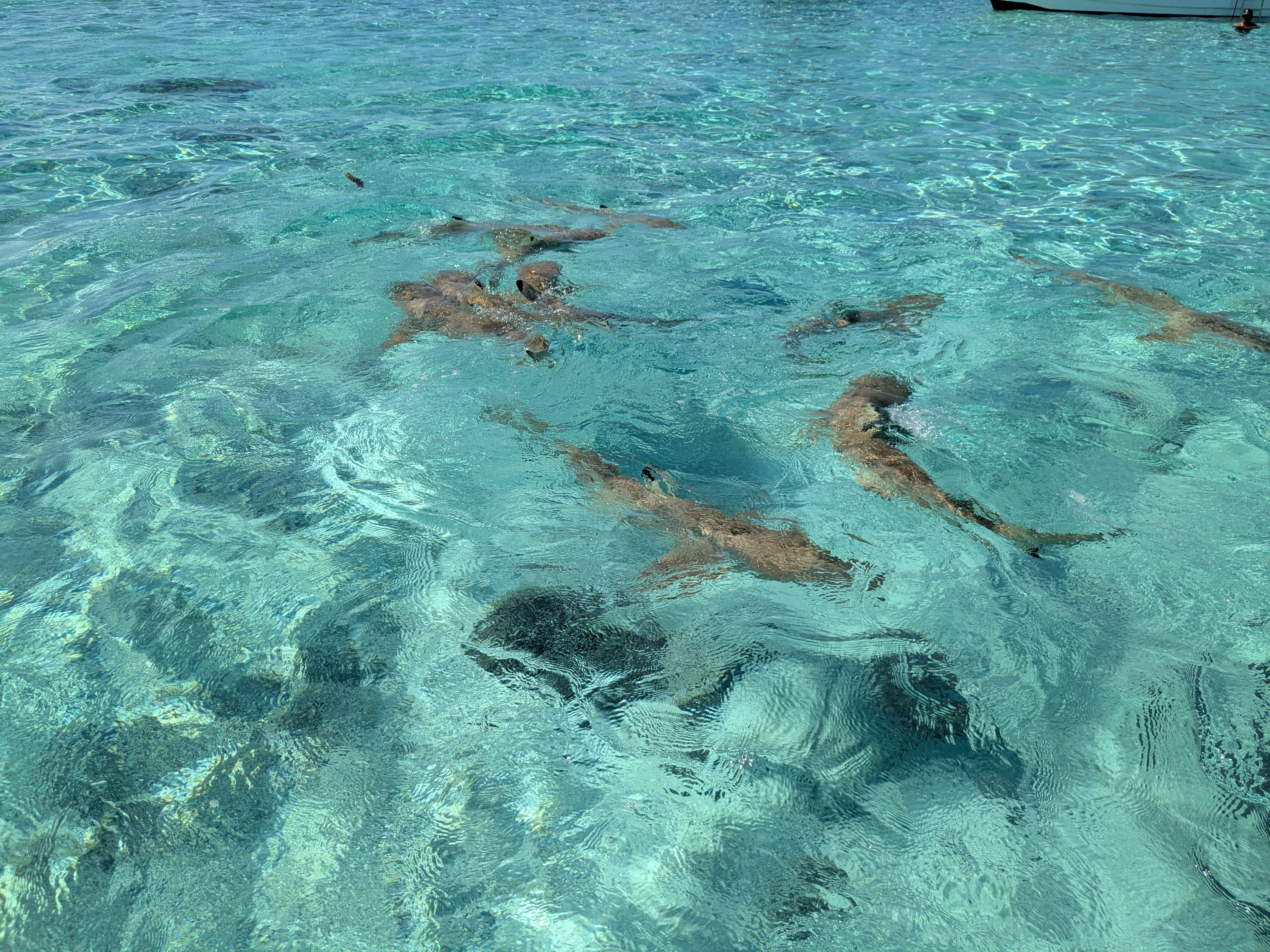 Norwegian Sun from Lubeck Reviews | Cruise Critic