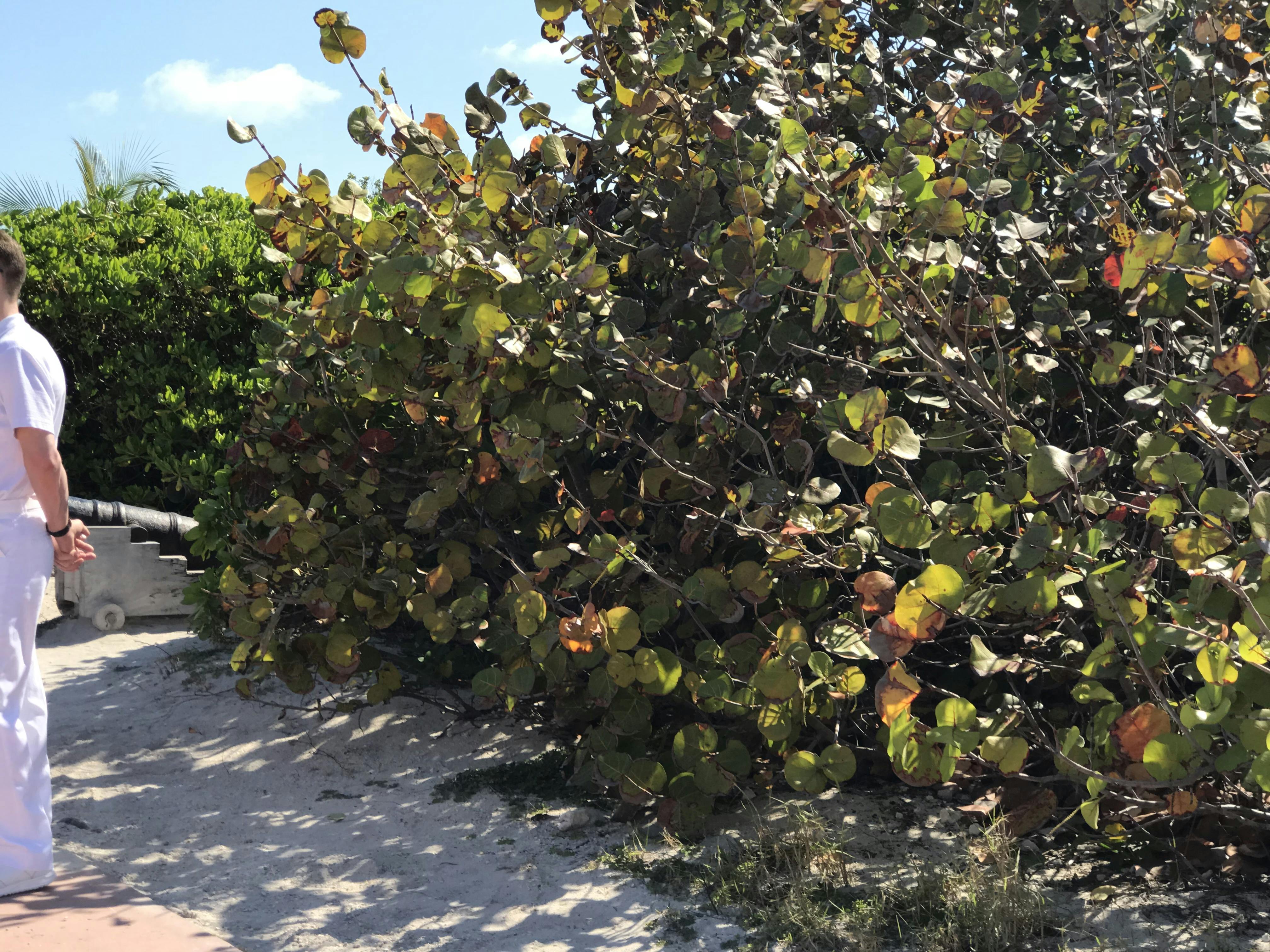 Disney Dream Cruise Itinerary to Transatlantic on September 14, 2026